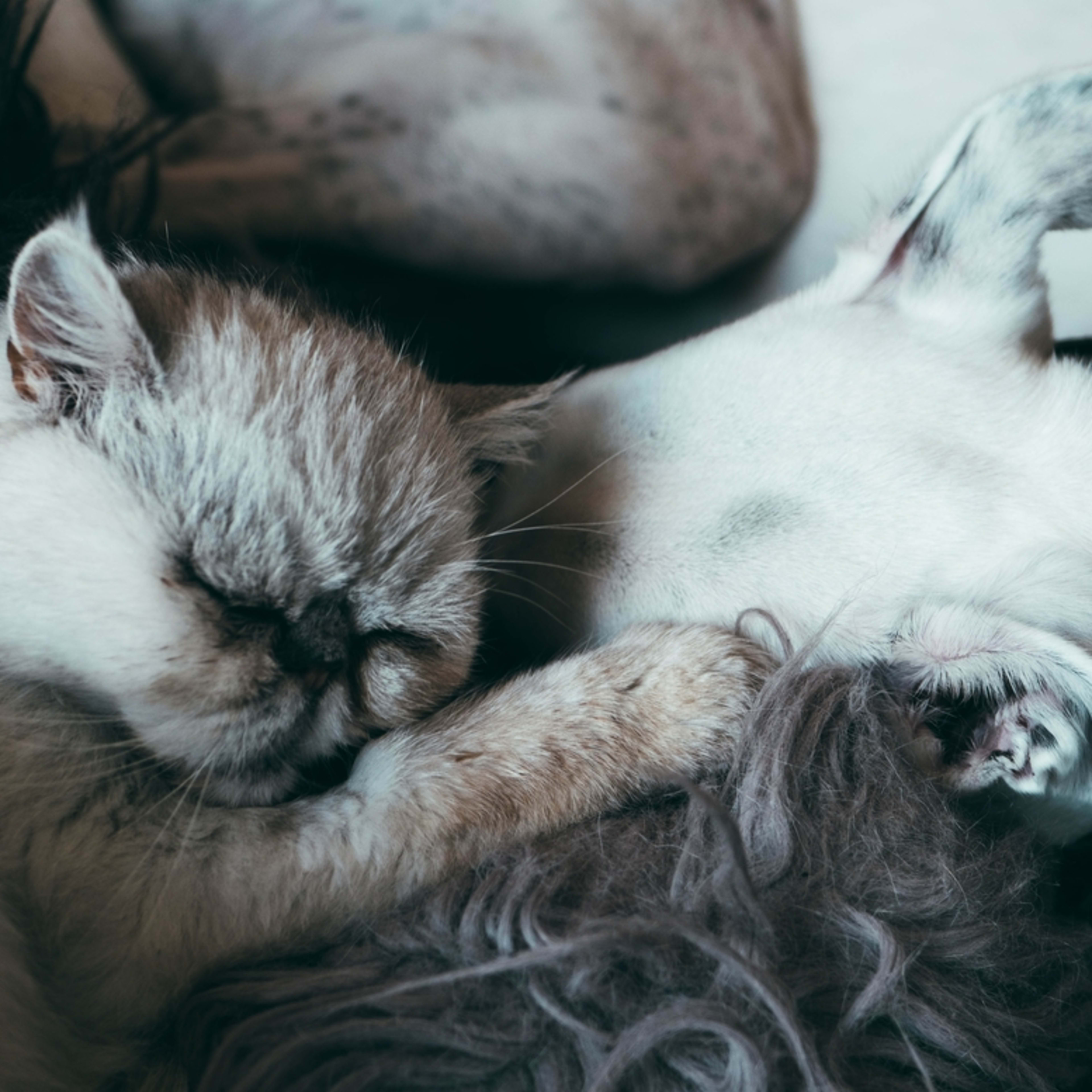 Dog Steps in To Groom 26-Year-Old Cat Who Can't Do It Himself and We're ...