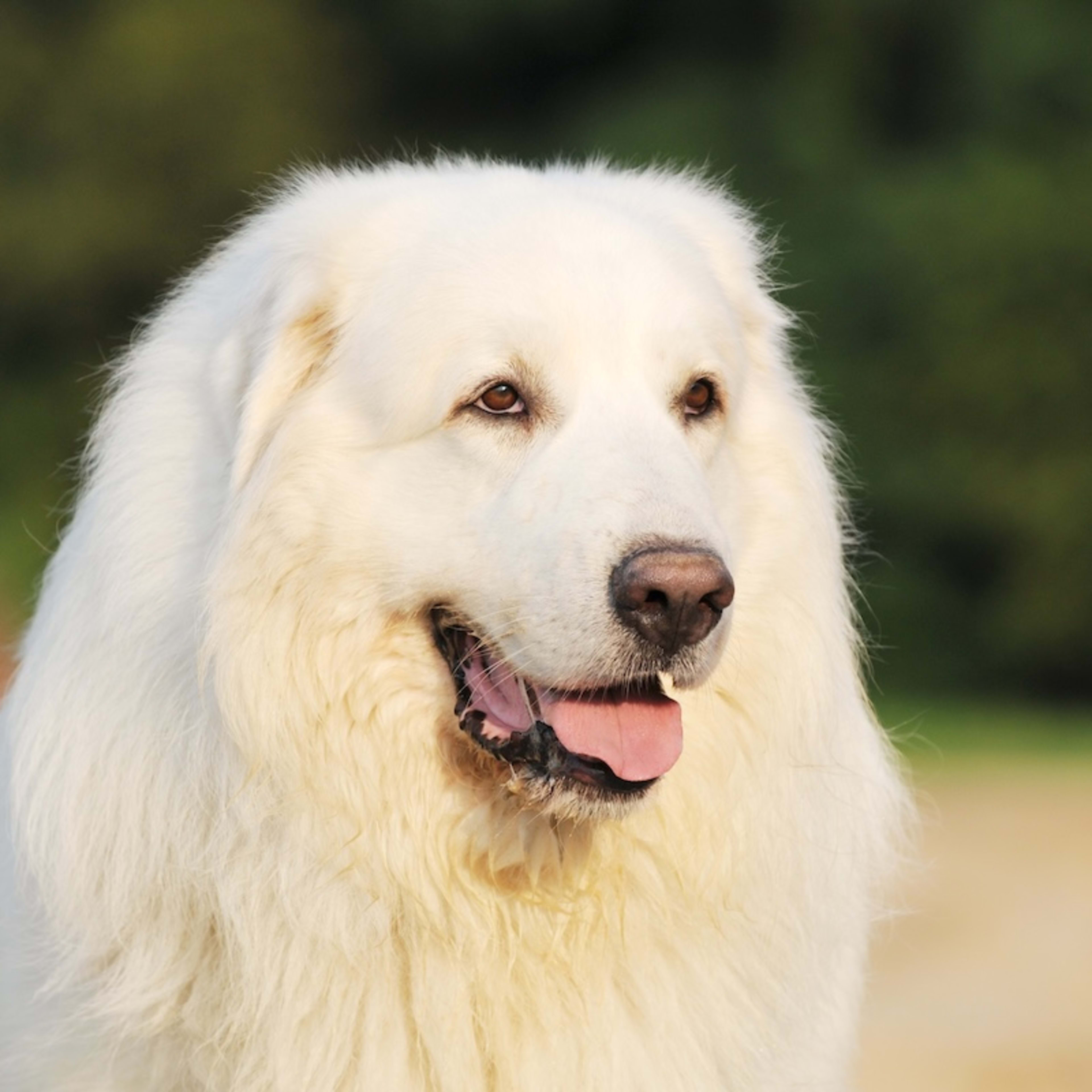 Great Pyrenees Who’s ‘Scared’ of His Own Babies Is So Silly - Parade Pets
