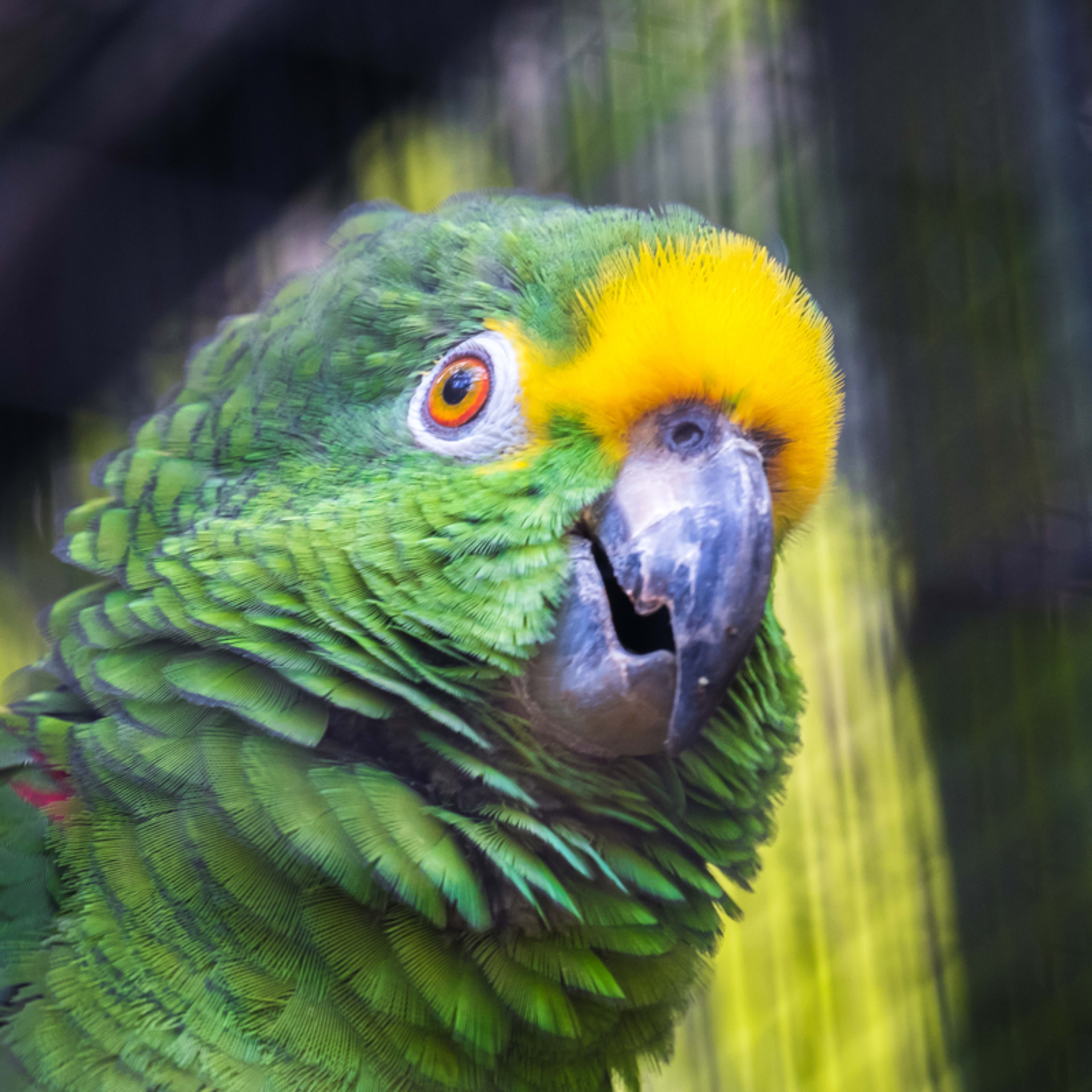 Mini Goldendoodle Tries To Reason With the Rain and It’s Too Cute ...