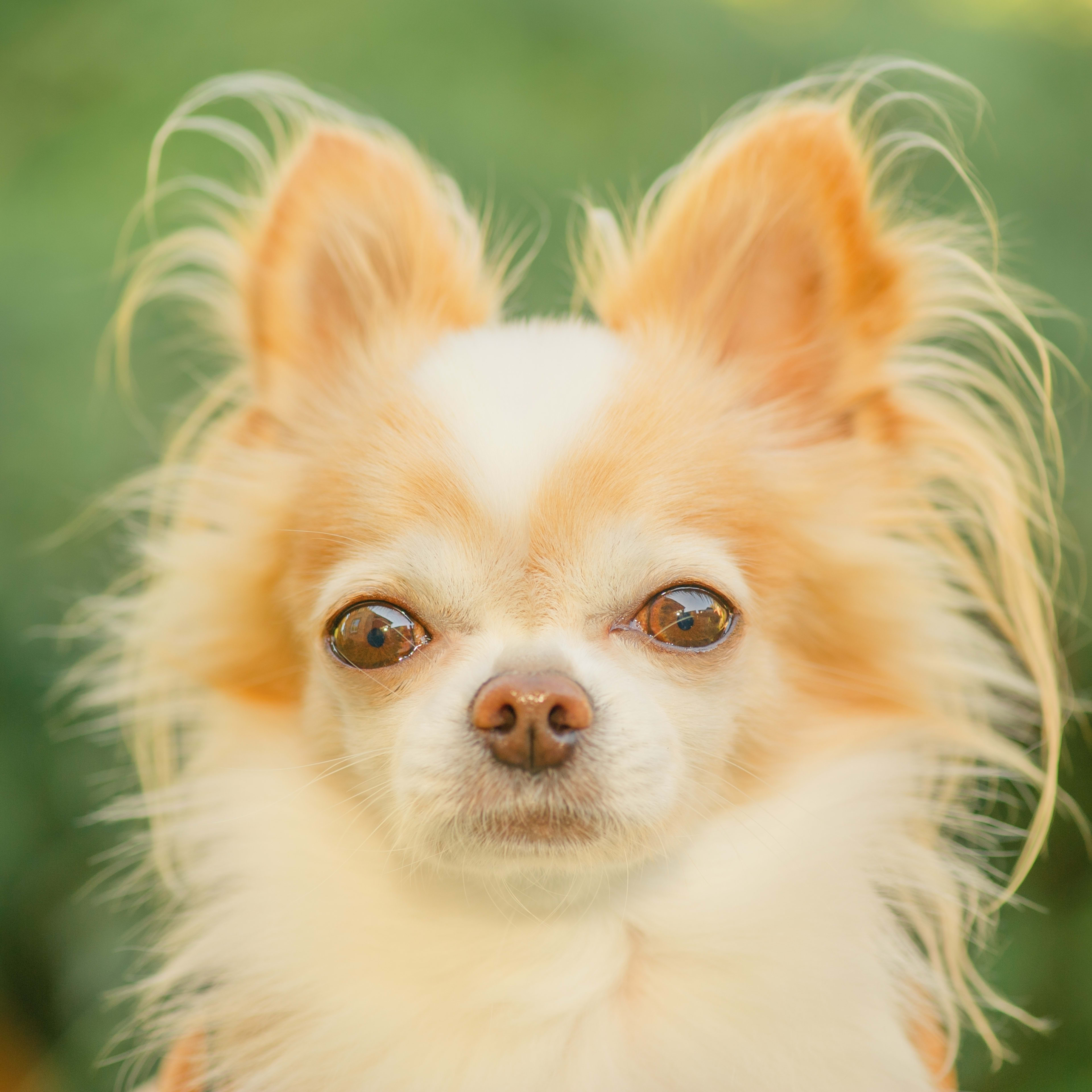 5 Hairless Dog Breeds That Are Fabulously Fur-Free - Parade Pets