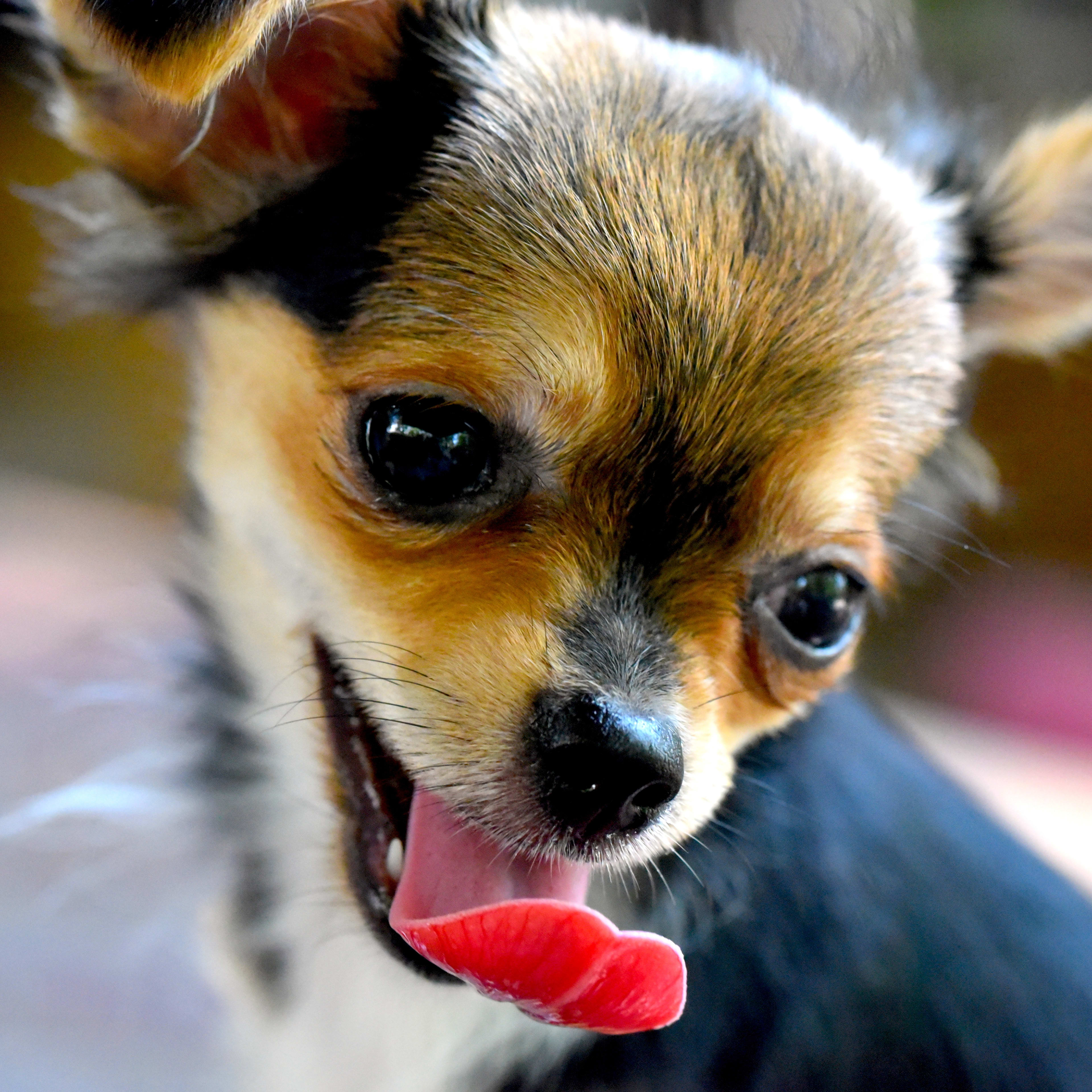 5 Most Gentle Dog Breeds for Families, Say Vets - Parade Pets