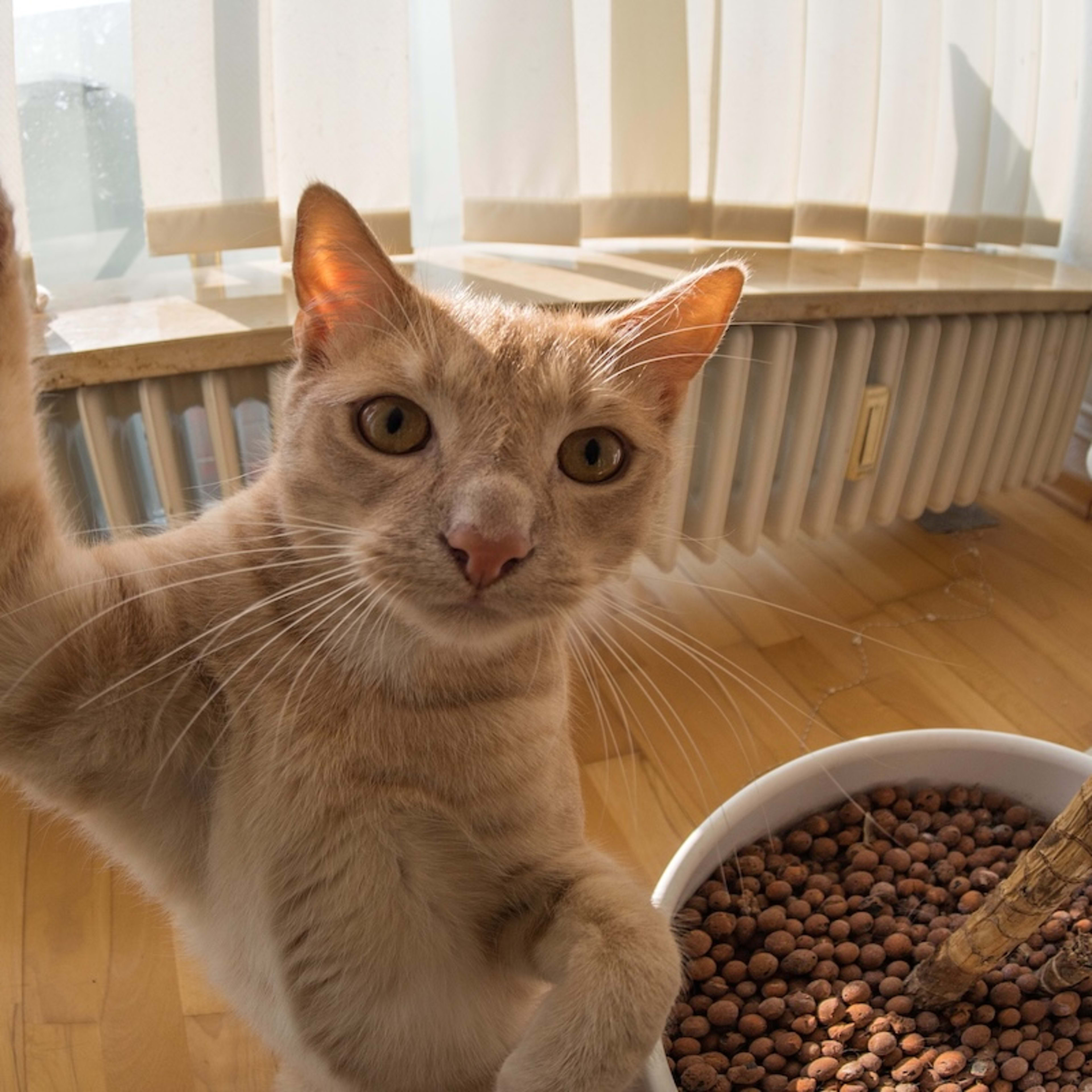 Cat Argues With Mom Over Breakfast Time Like a Lawyer - Parade Pets