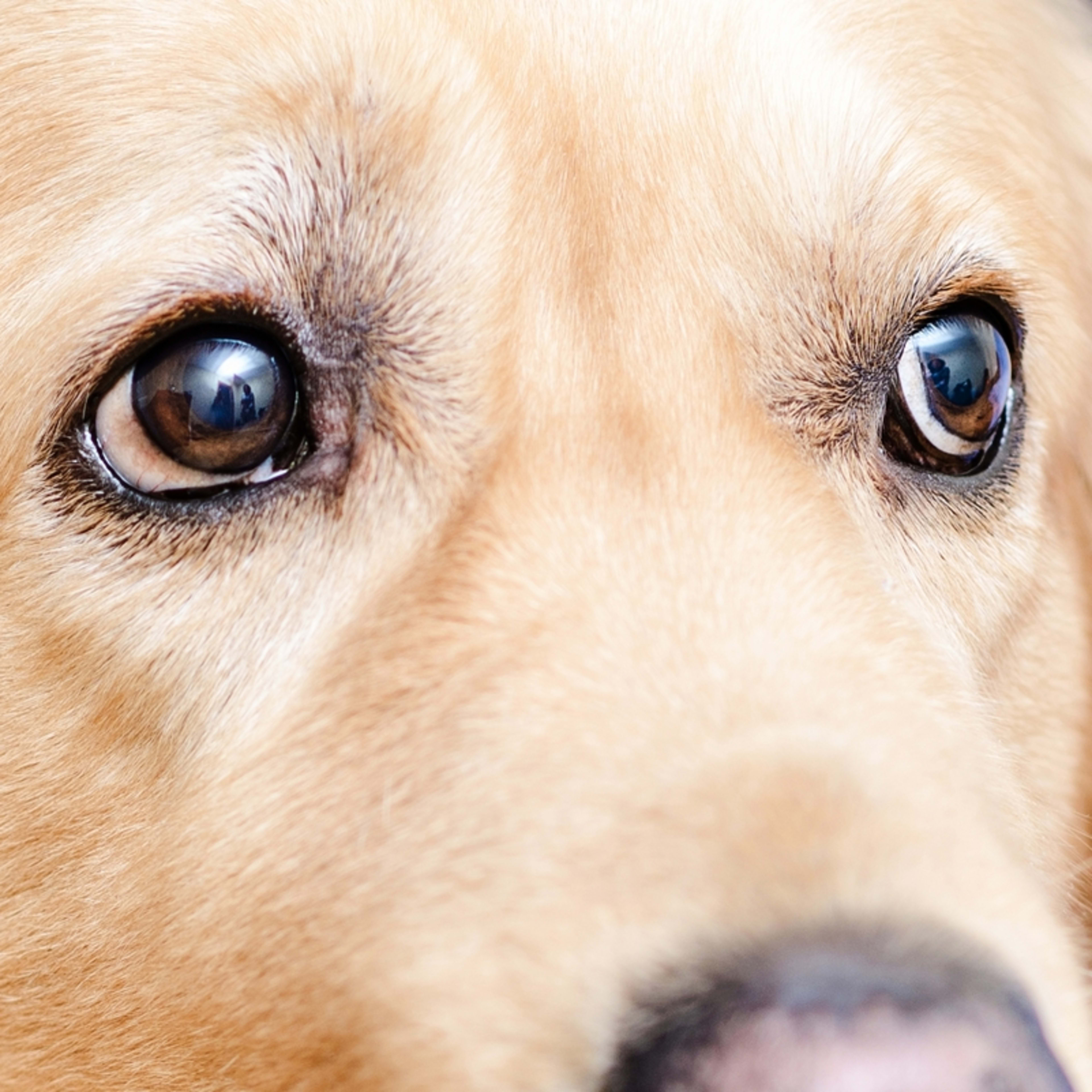 Golden Retriever’s Post-Grooming Face Shows He's Holding a Grudge ...