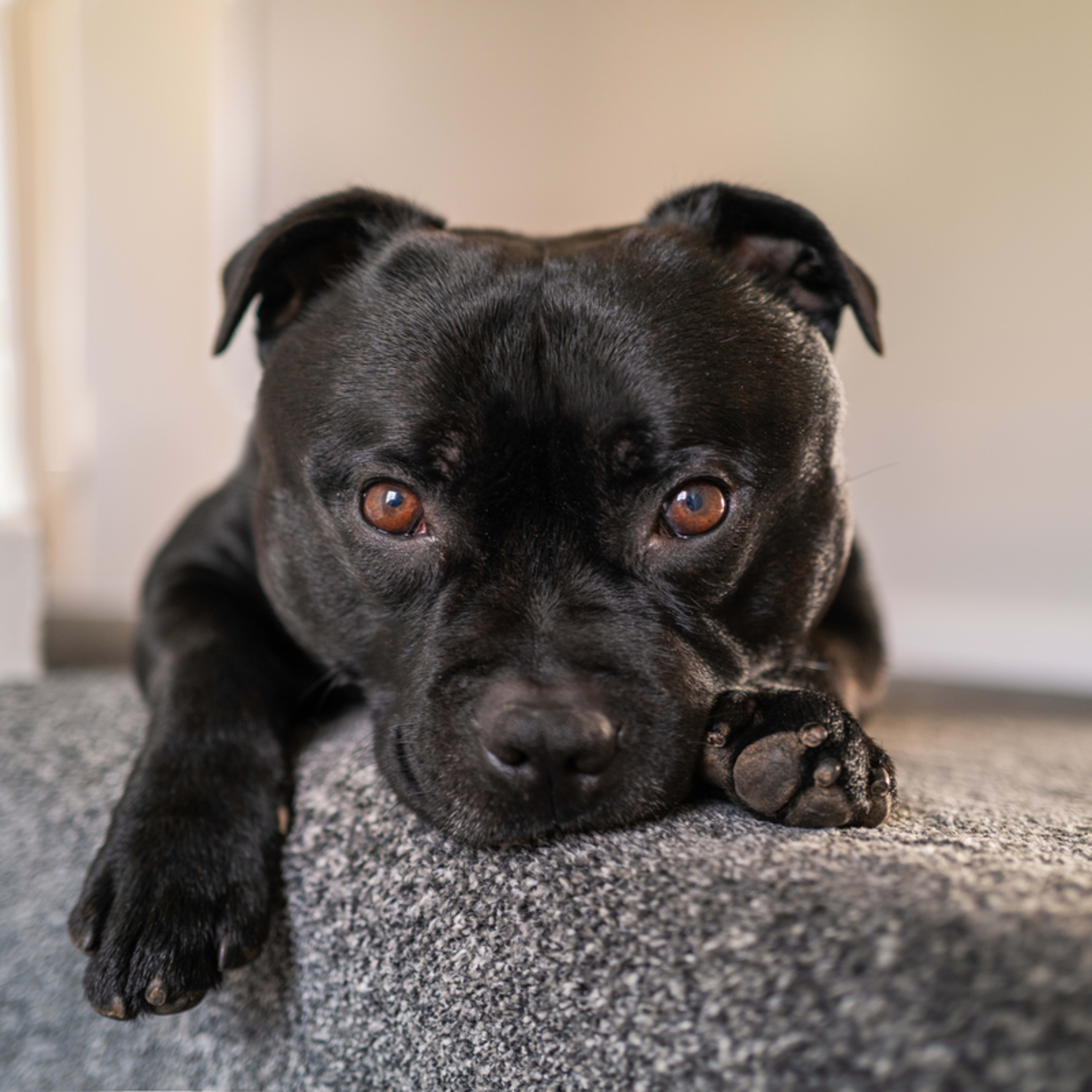 Sweetest Foster Pit Bull Puppy Gets Epic Spa Treatment Before Going to ...