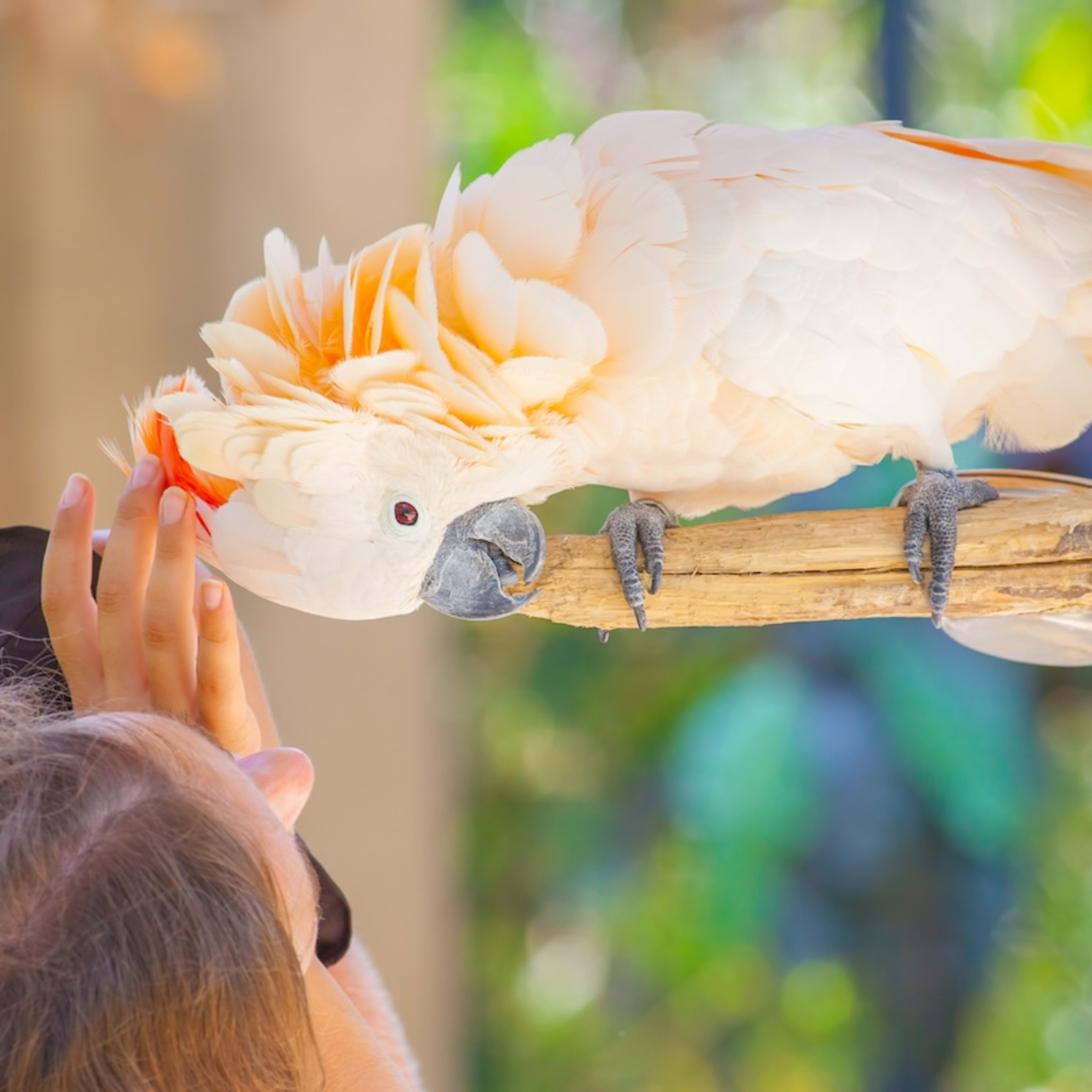 Pomeranian Can't Stand Still While Waiting for Food and We Can Relate ...