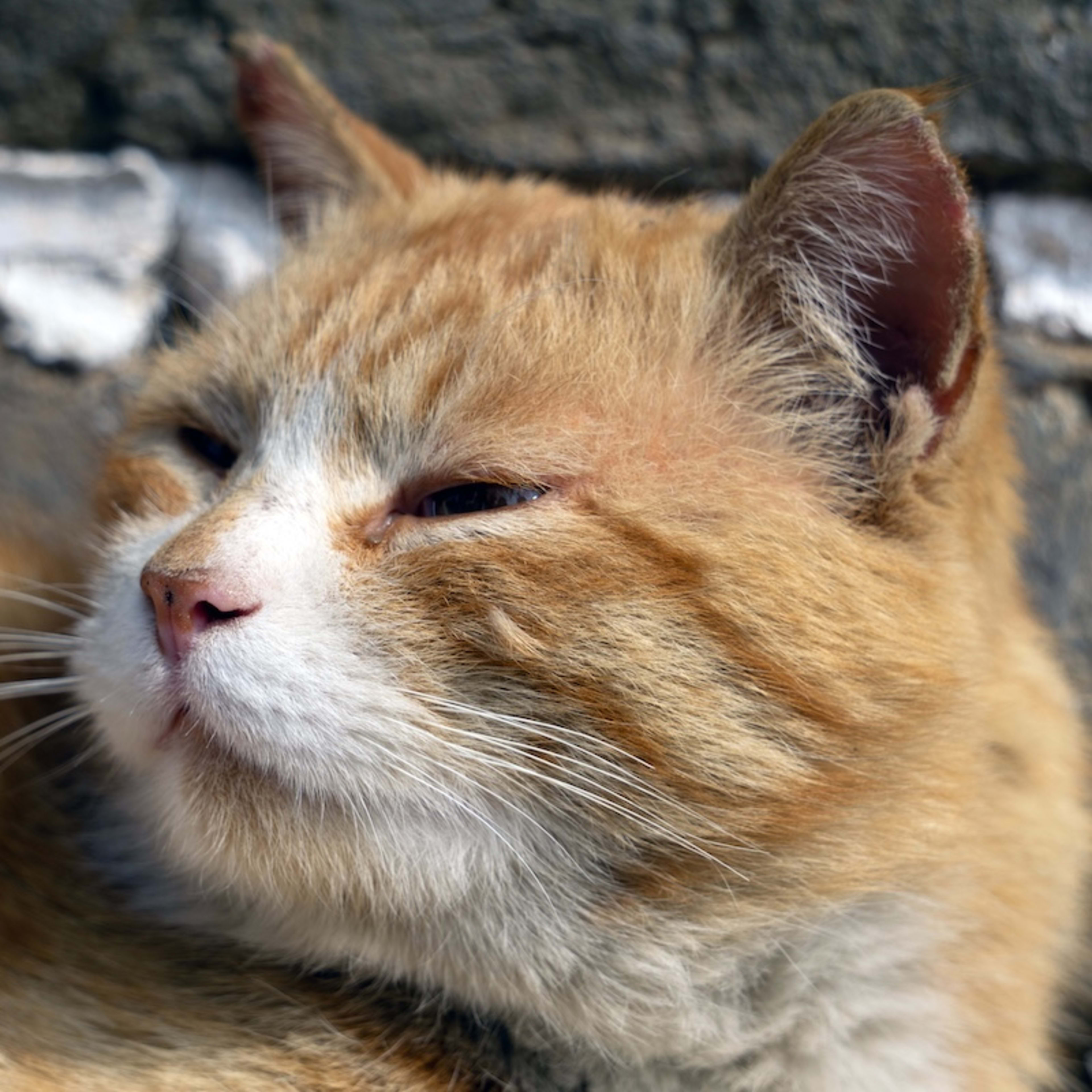 Orange Cat 'Steals the Show' at the Great Wall of China - Parade Pets