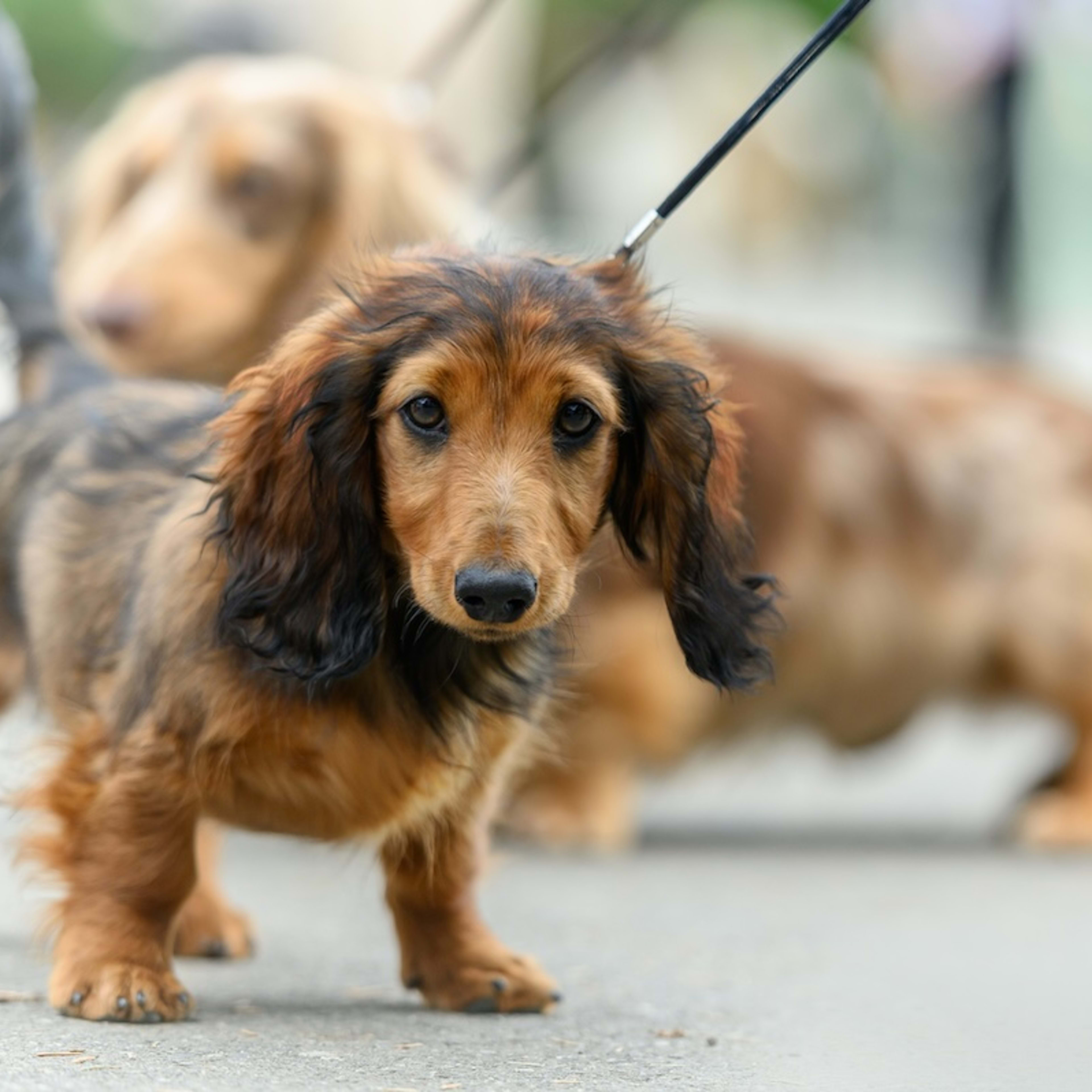Dachshund Puppy Tries Winter Boots and Immediately Starts Hippity ...