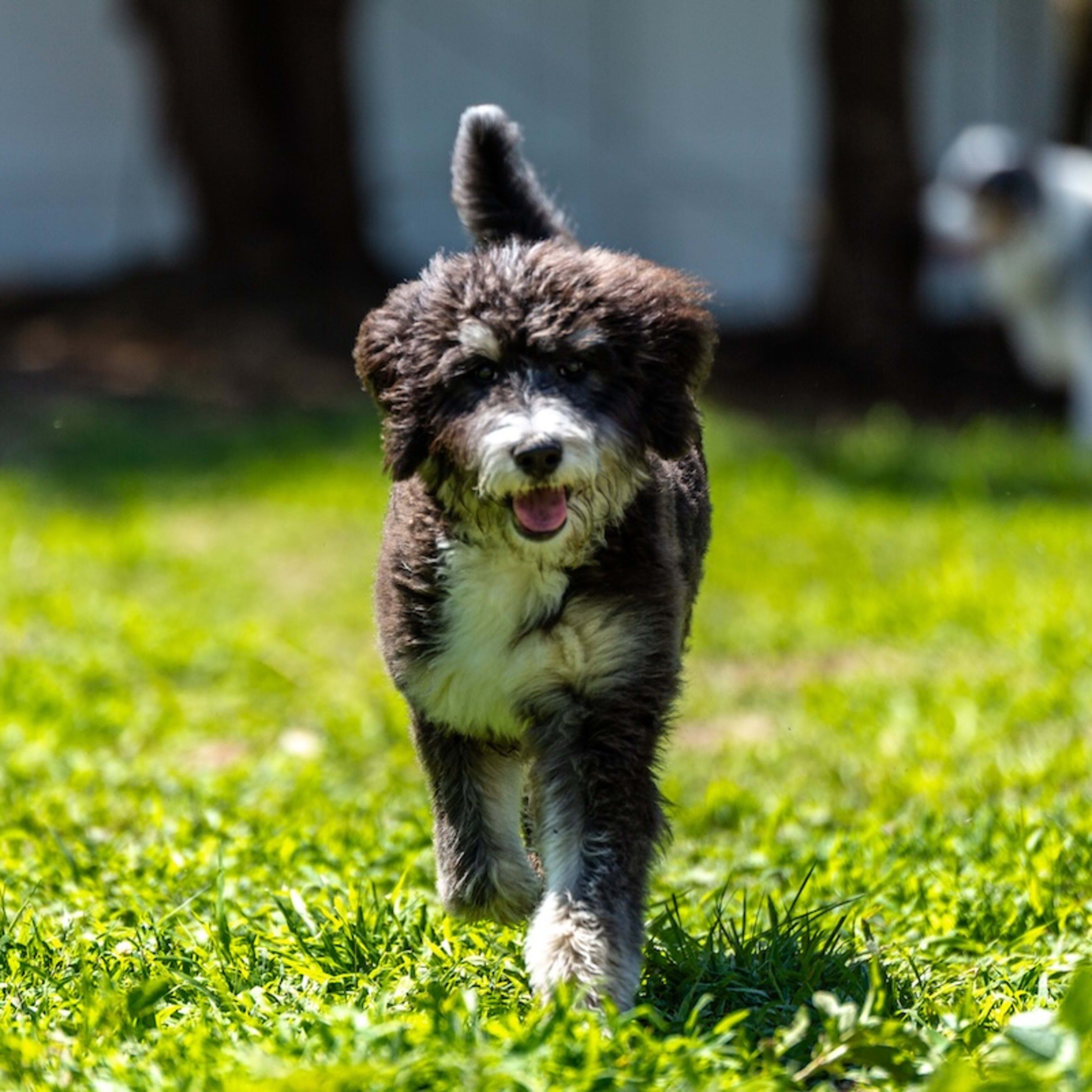 Bernedoodle Puppy Nails Her Tricks Like the Sweetest Girl - Parade Pets