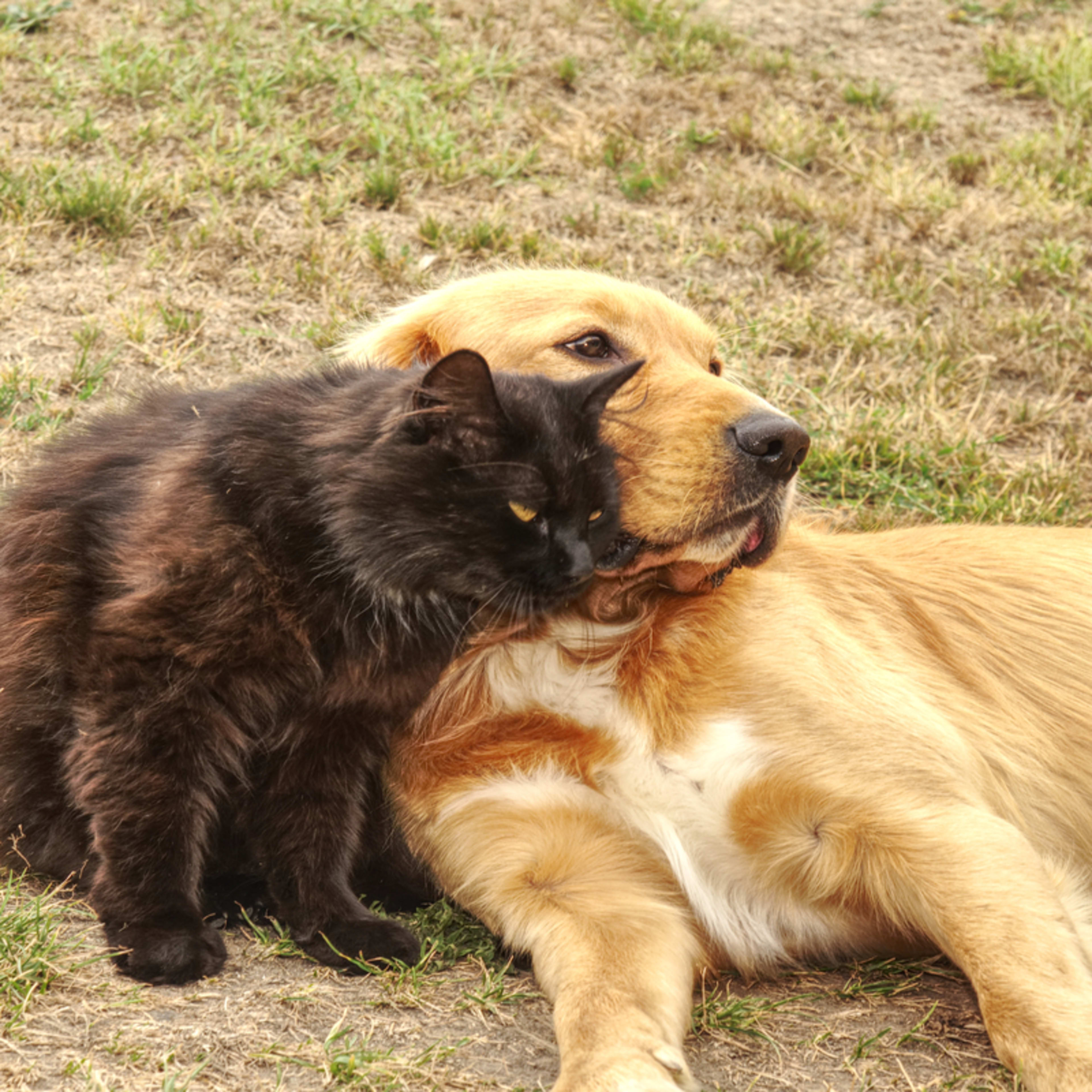 Black Cat 'Terrified' of Senior Golden Retriever Becomes Emotional ...