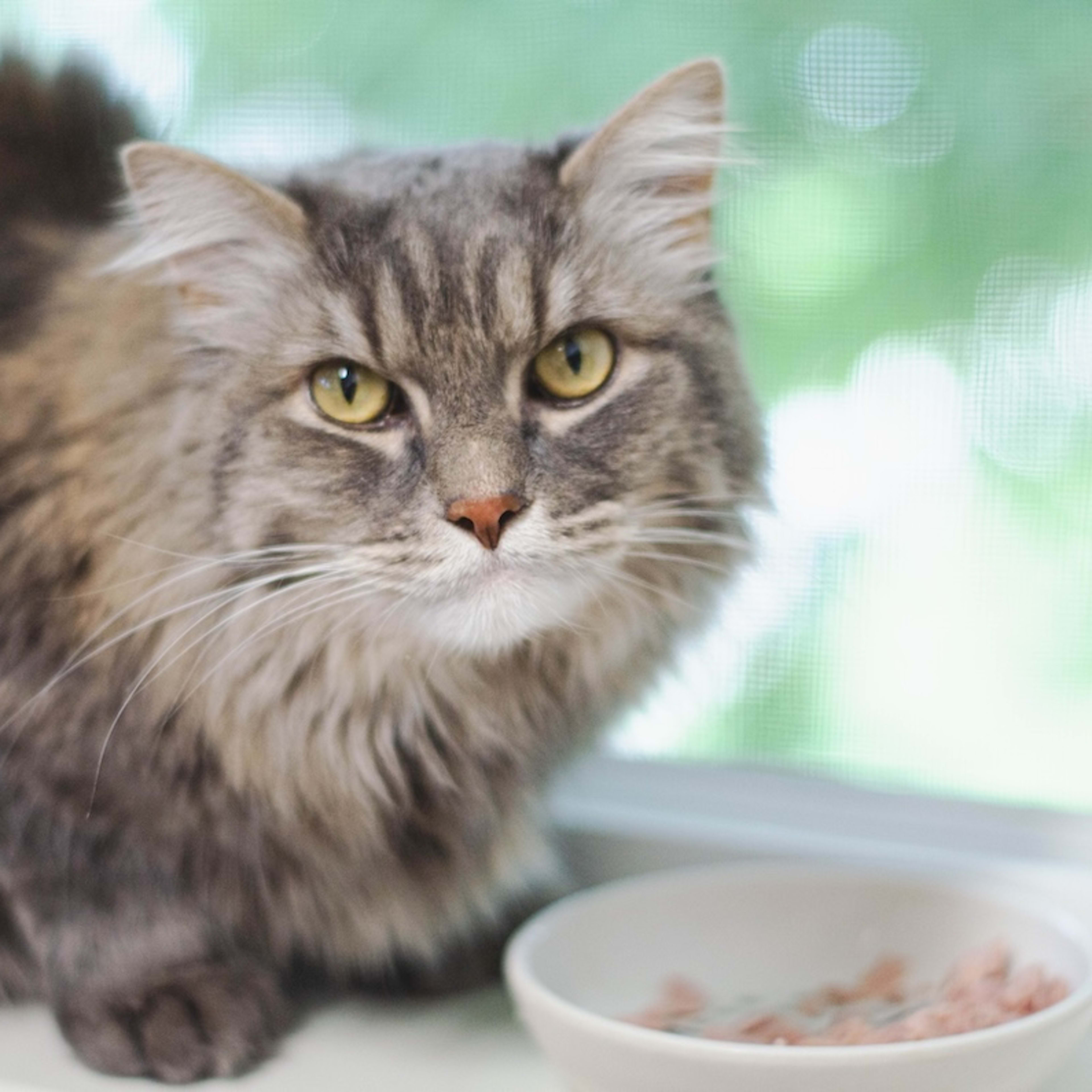 Do Dogs Catch Colds? A Vet Explains - Parade Pets