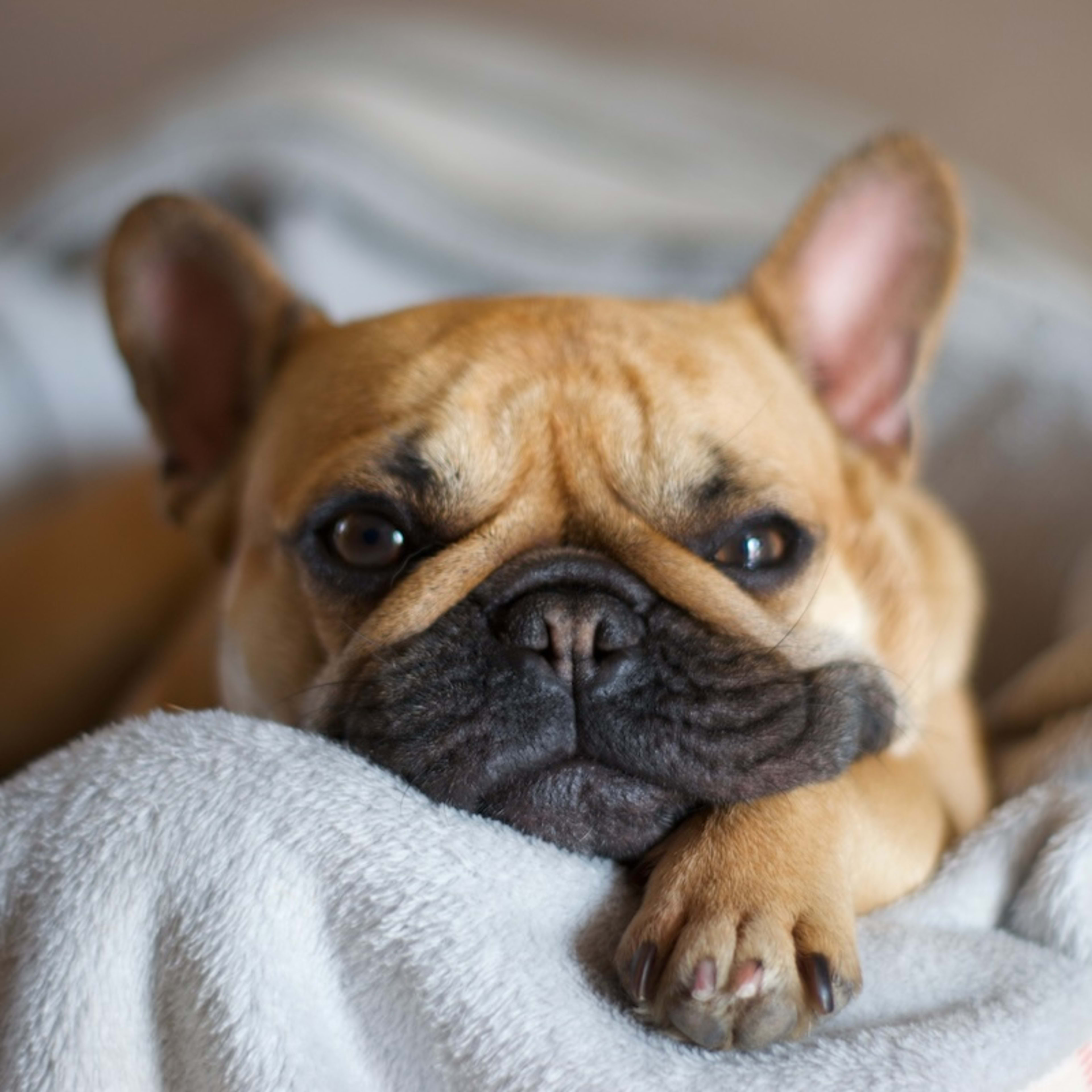 French Bulldog Watches His Humans—Then Awkwardly Tries Petting the Cat ...