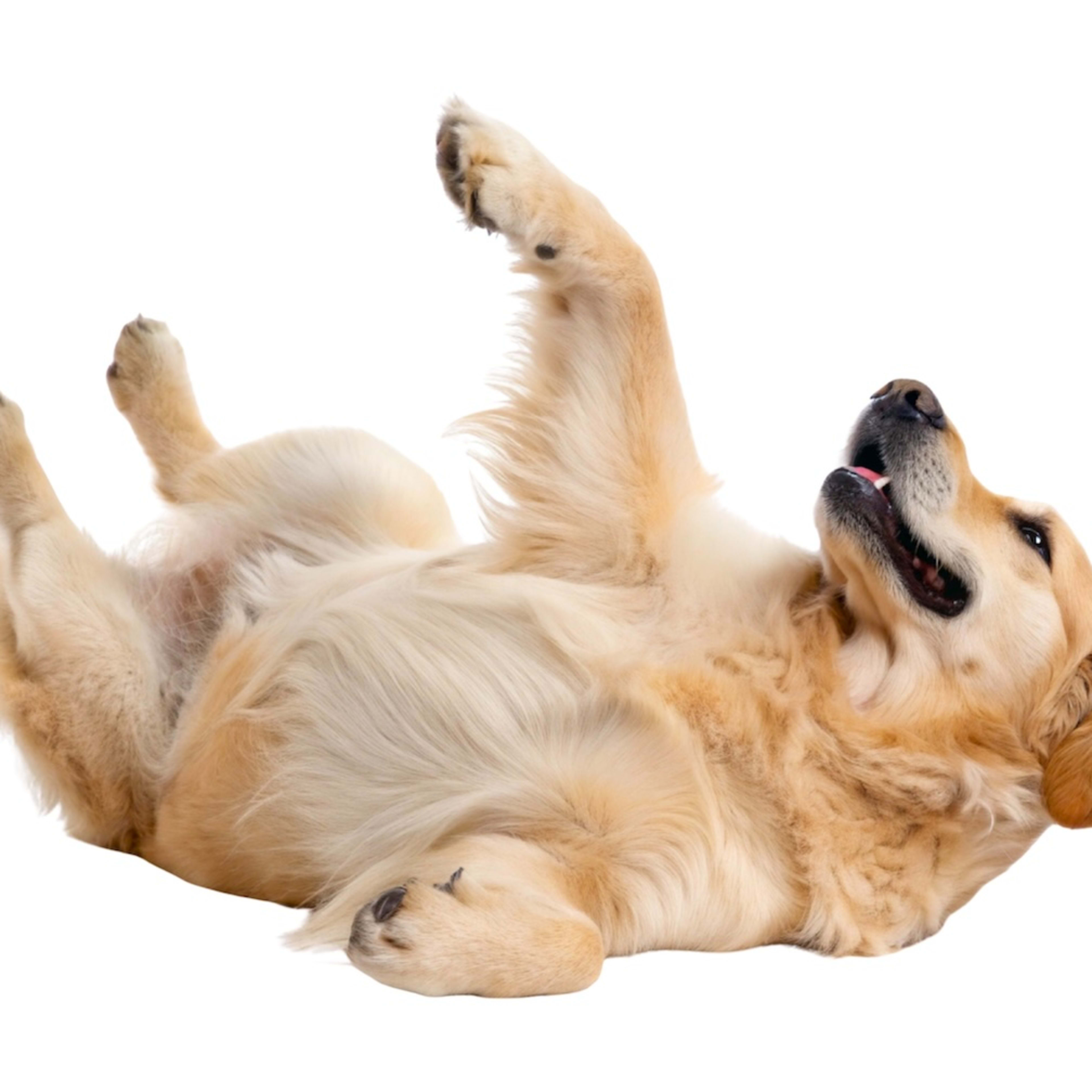 Golden Retriever Is Completely Blissed Out as a Duck Toy Rests on His ...