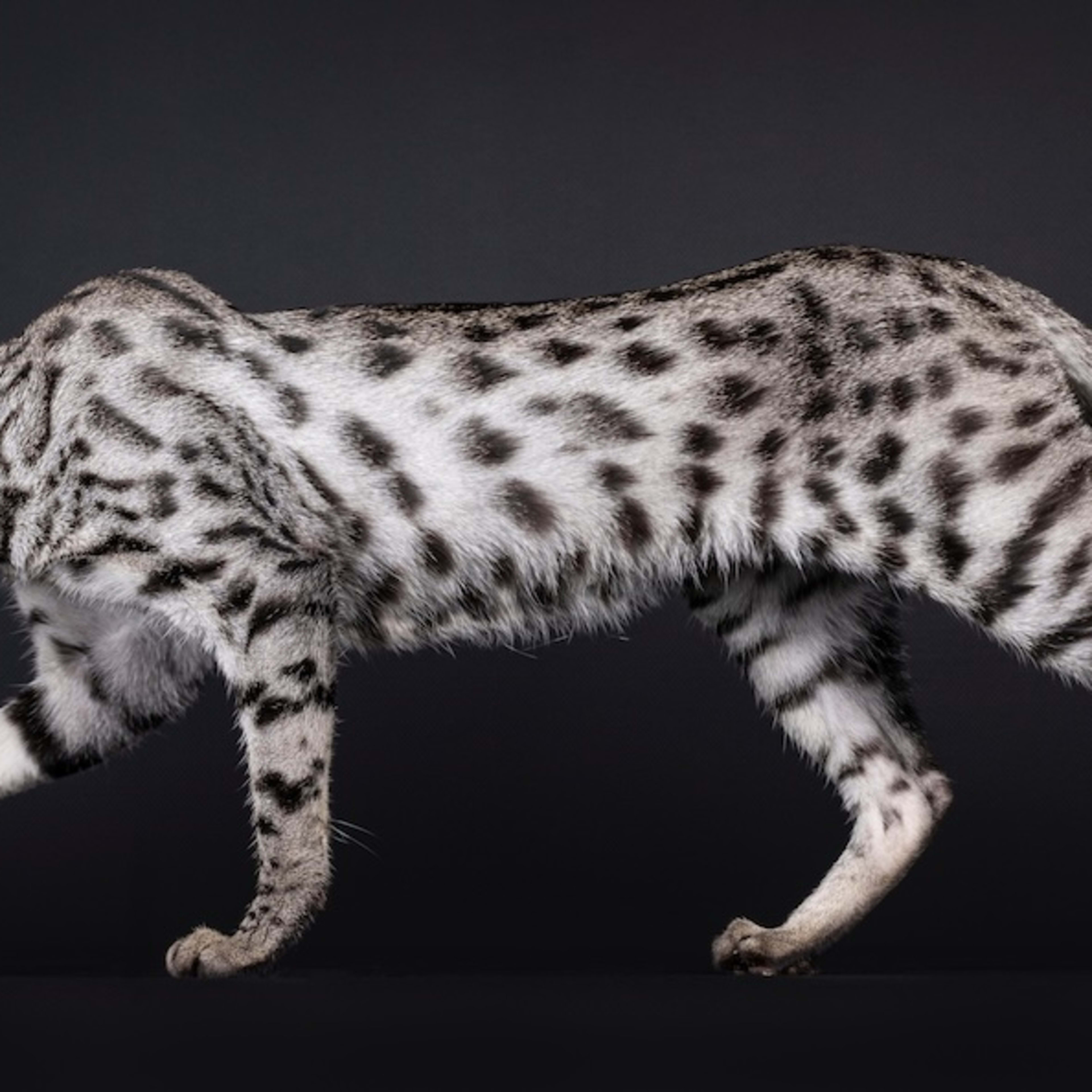 Gigantic, Snuggly Silver Savannah Cat Is an Absolute Unit - Parade Pets