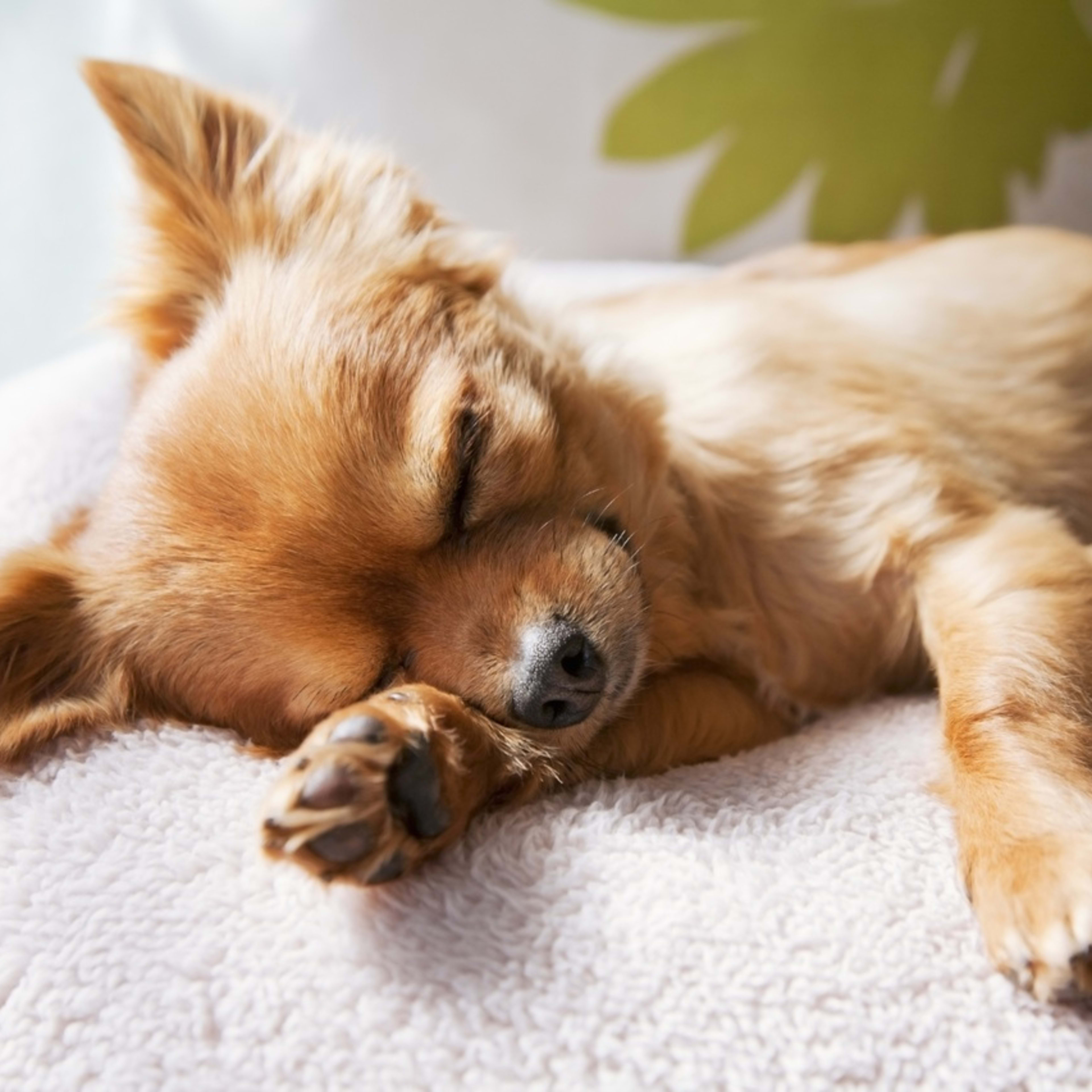Bulldog Whining With Impatience on the Way to Day Care Is Such a Total ...
