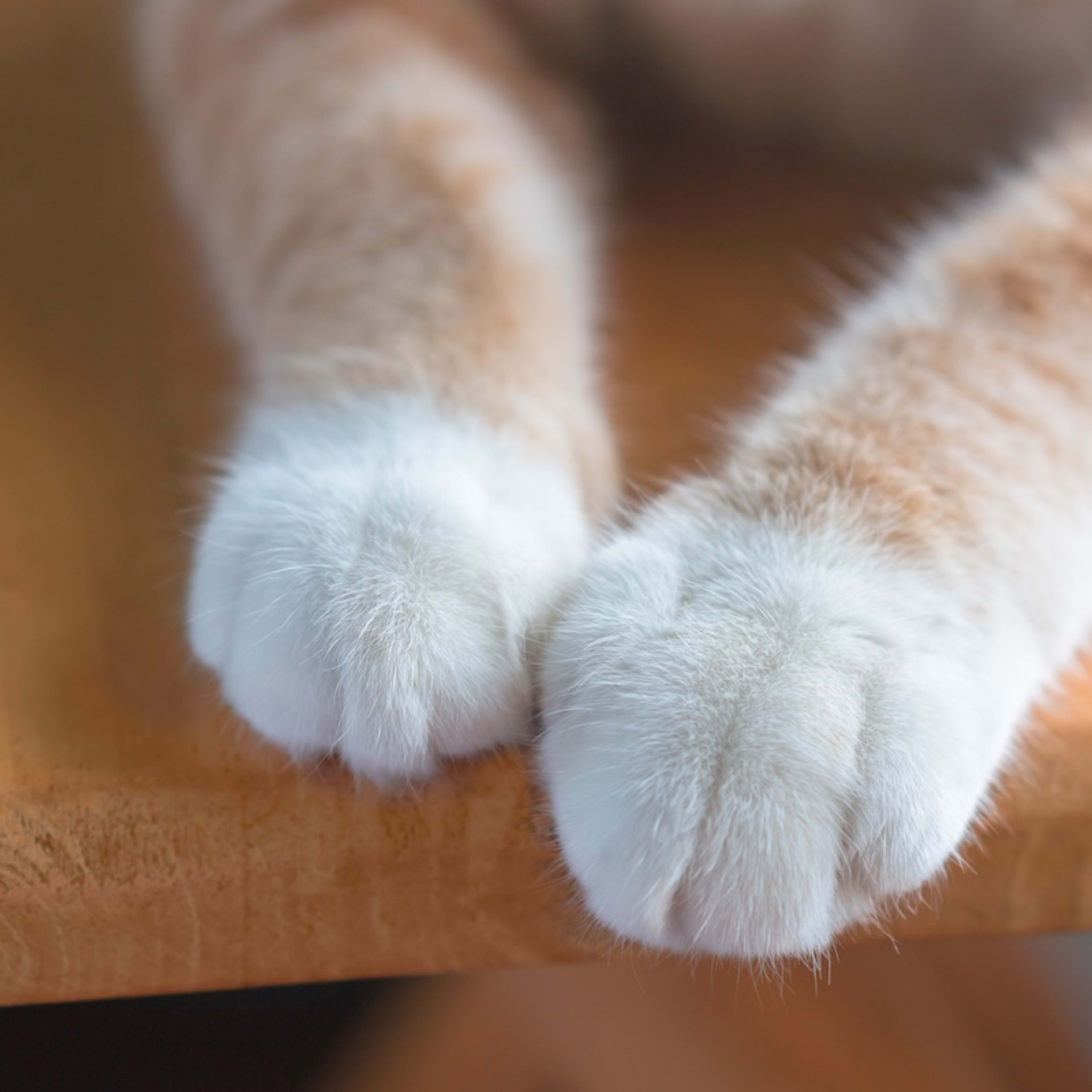Scottish Wildcat’s Intense Game Face During Tug-of-War Is Next-Level ...