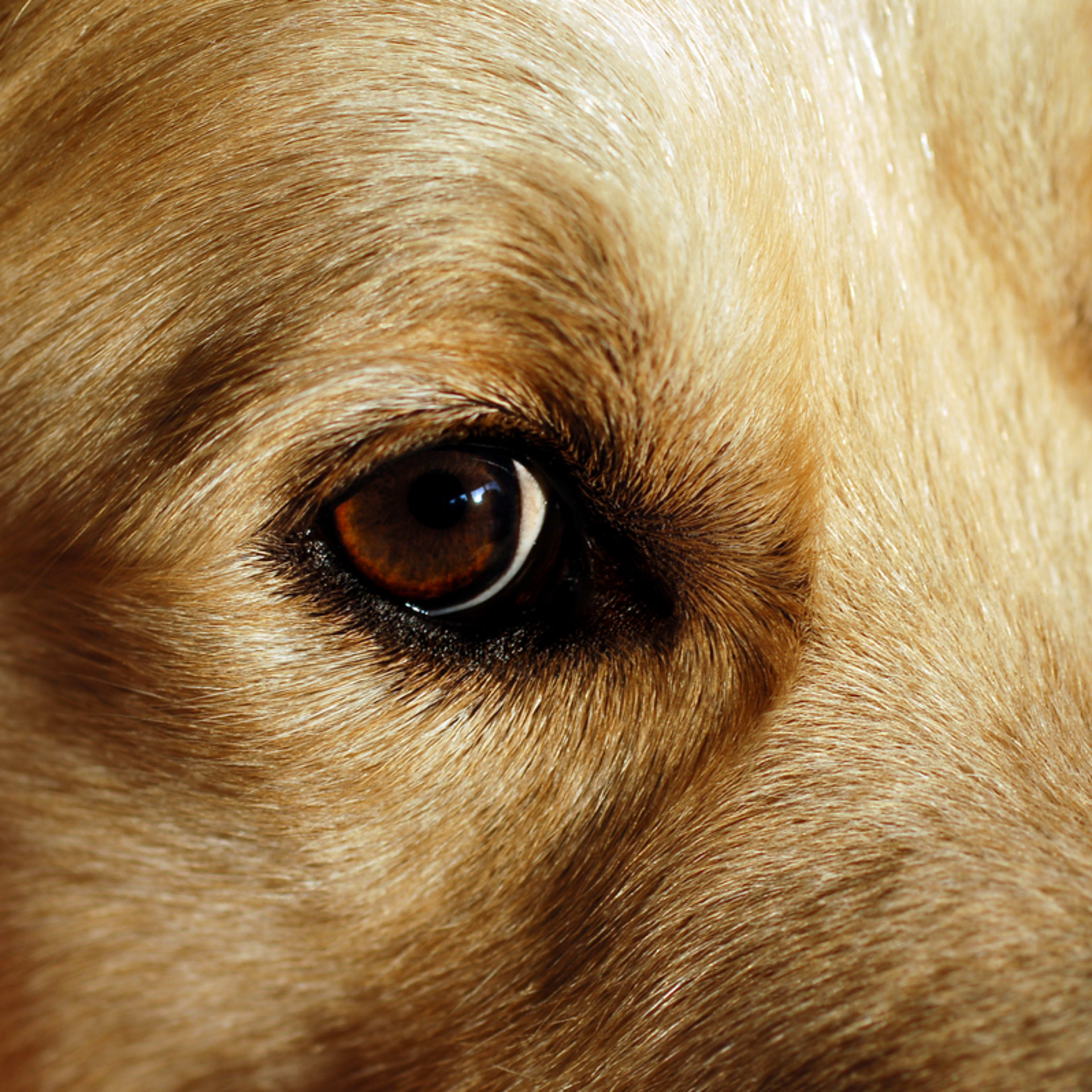 10 Signs Your Cat Is Happy and Feels Safe, A Vet Explains - Parade Pets