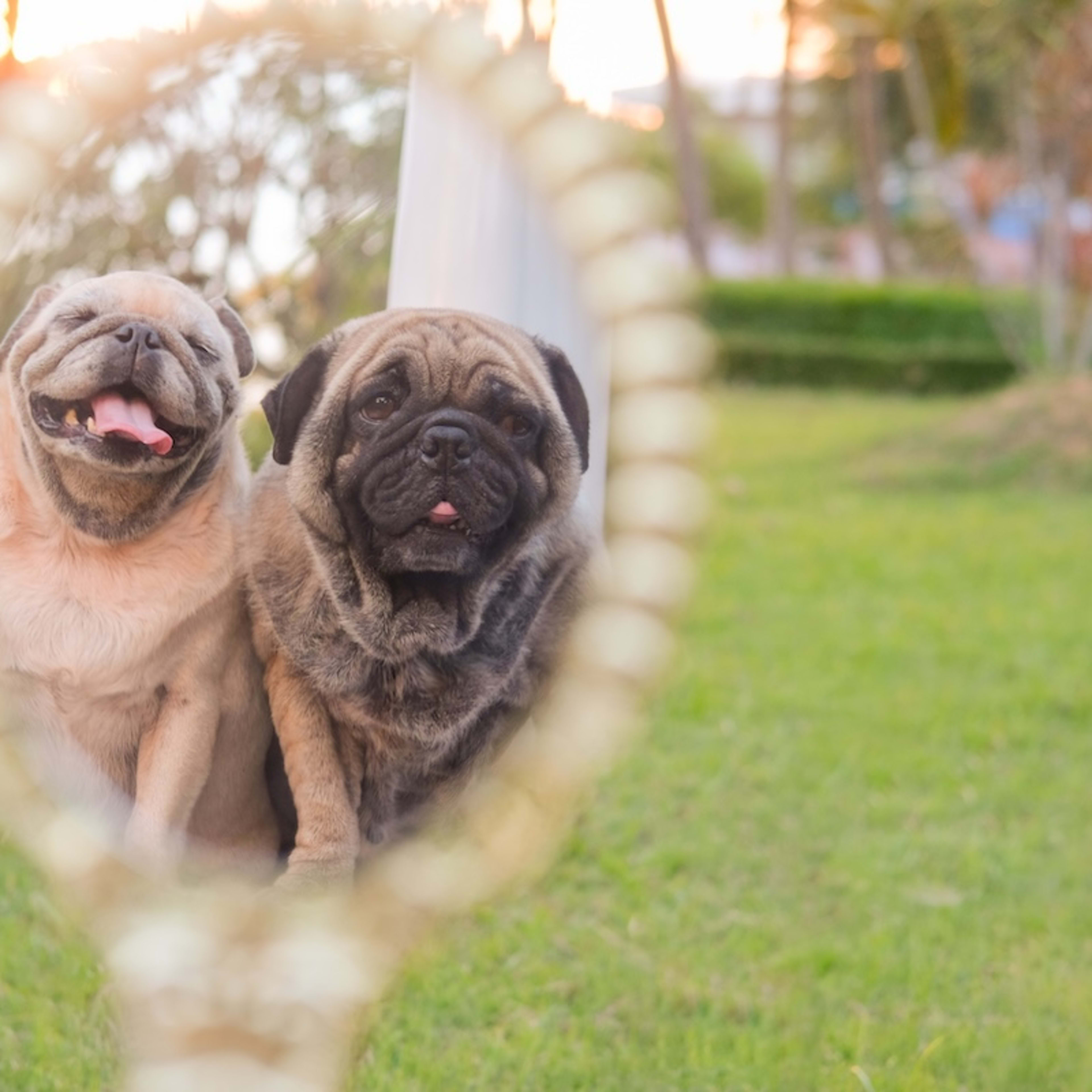 Maine Coon Cat Has a Full Conversation With Mom and It's Remarkably ...