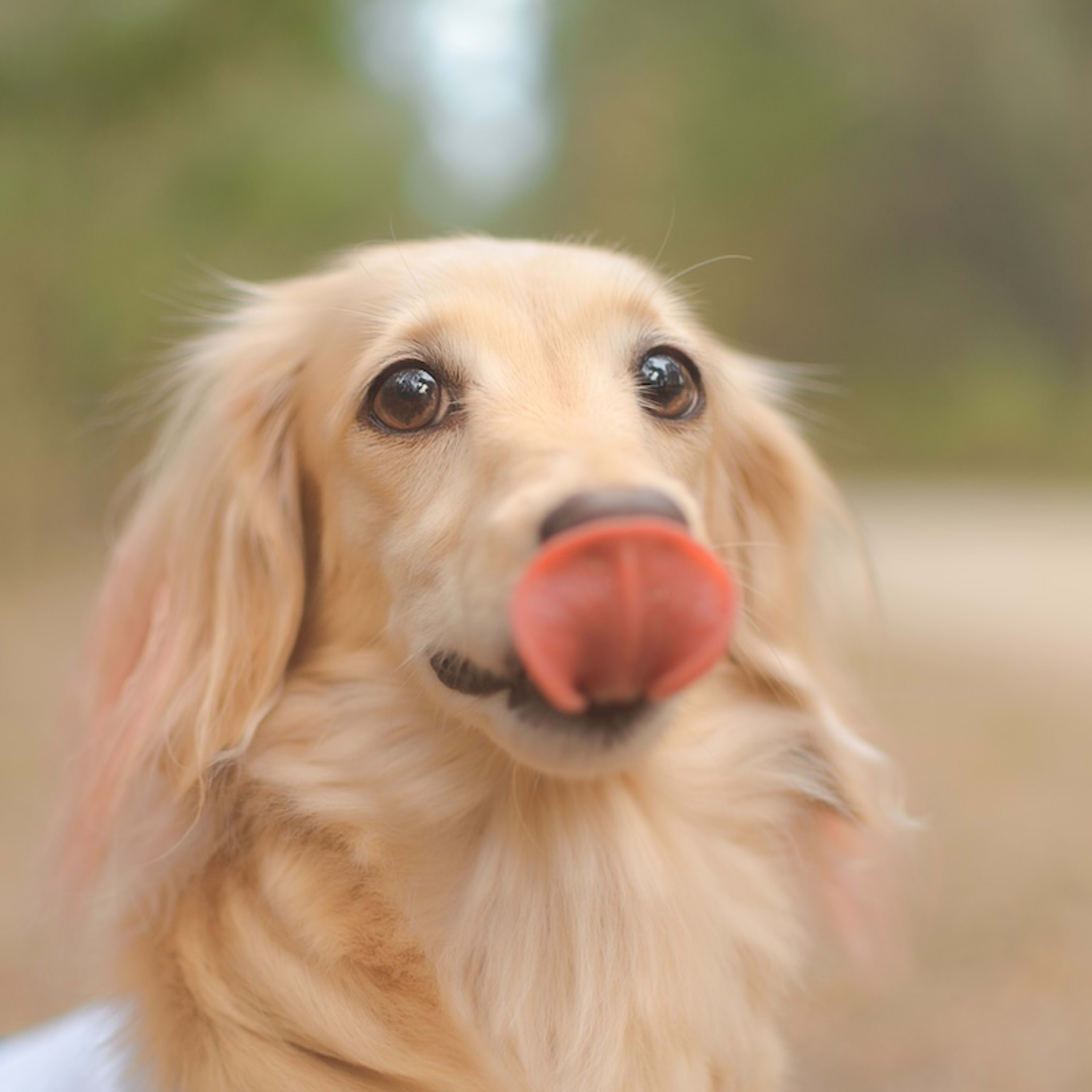 Dachshunds’ Three-Way Lick-Fest Has Mom Questioning Her Life - Parade Pets