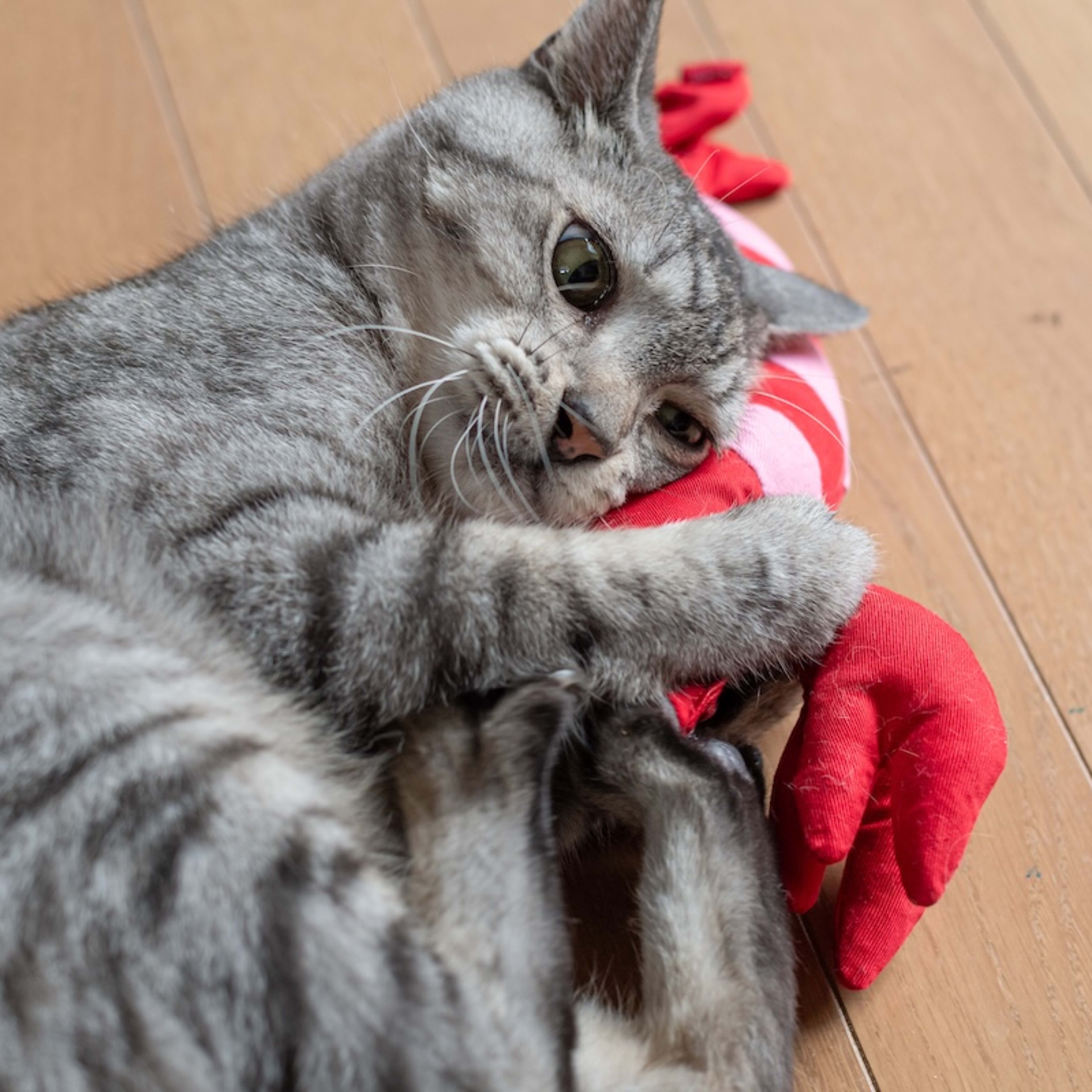 Sweetest Cat’s Affection for Her Favorite Toy Is Pure Perfection ...