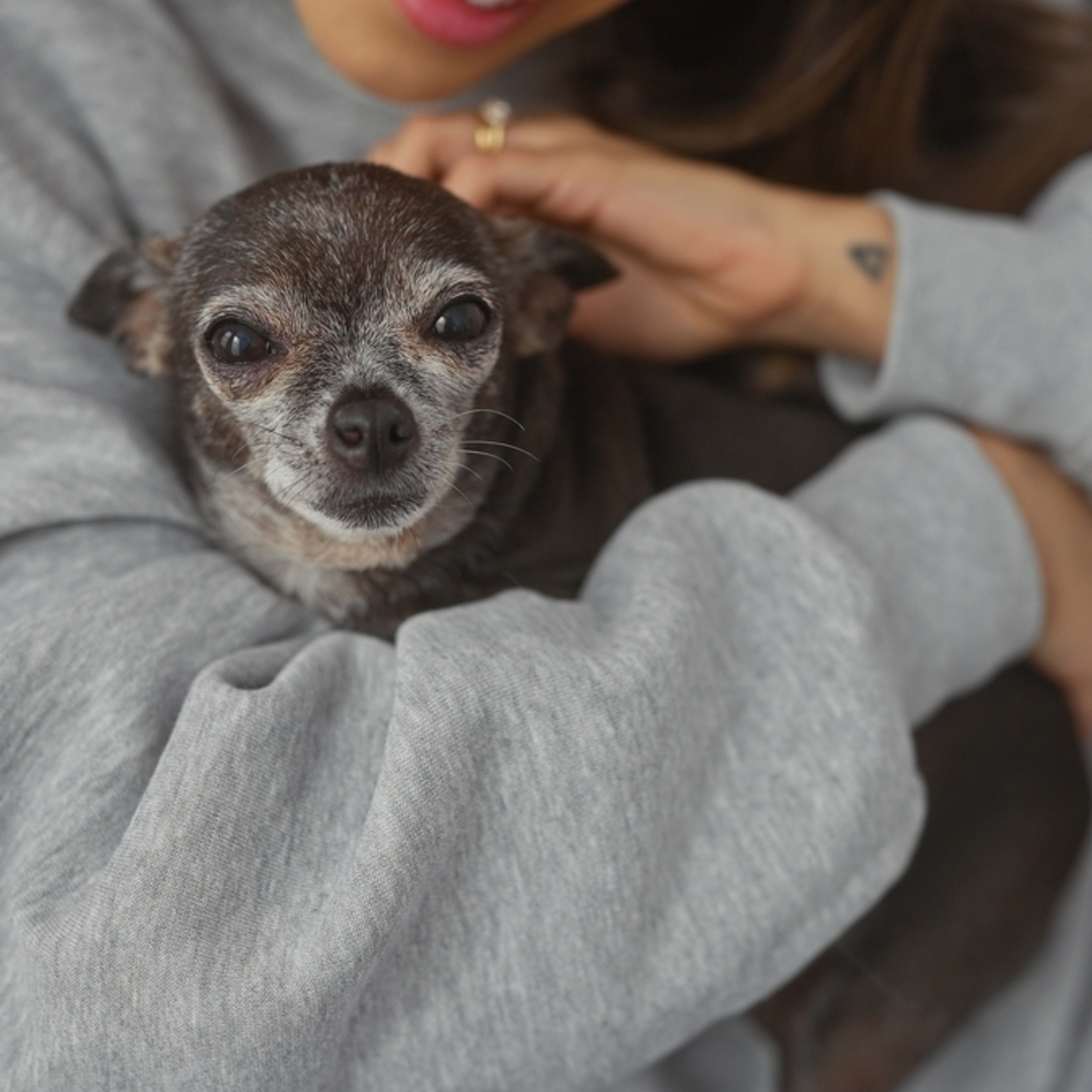 NFL Star Tom Brady's New Pup Is at the Center of Controversy - Parade Pets