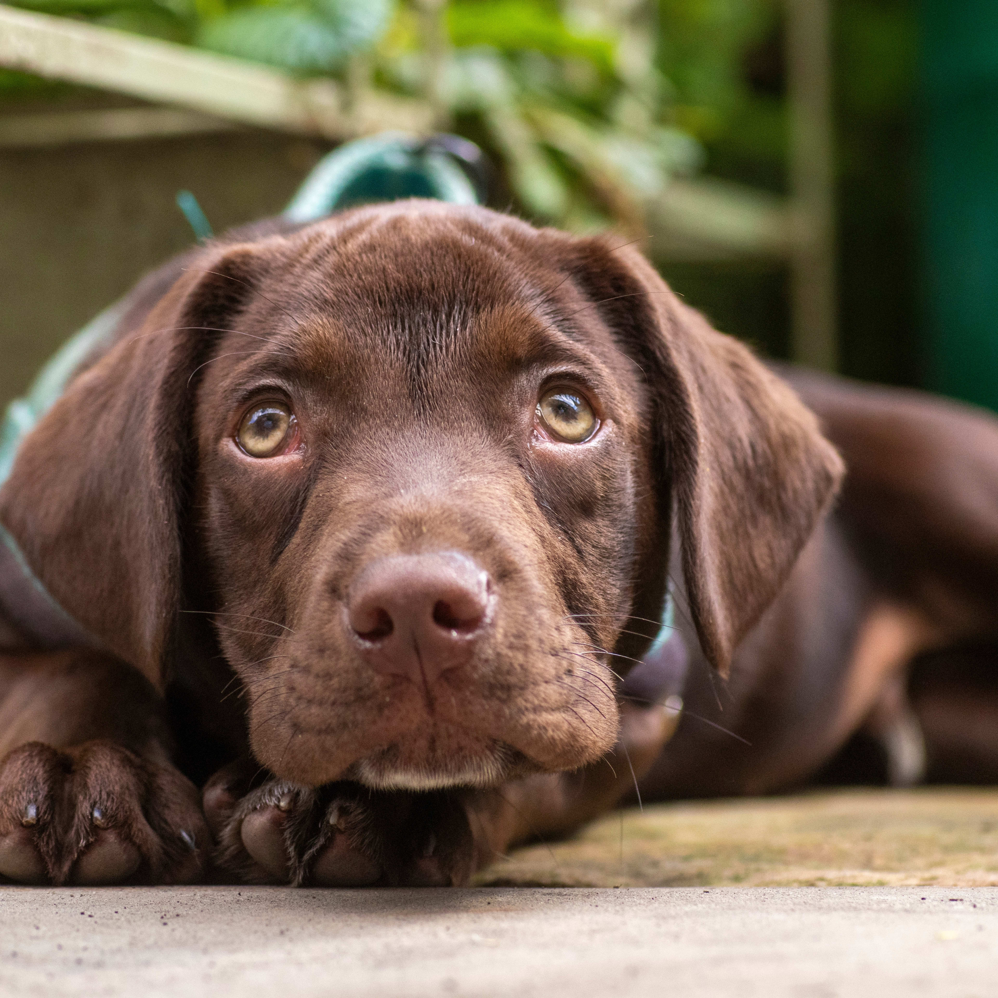5 Best Brown Dog Breeds, According to an Expert - Parade Pets