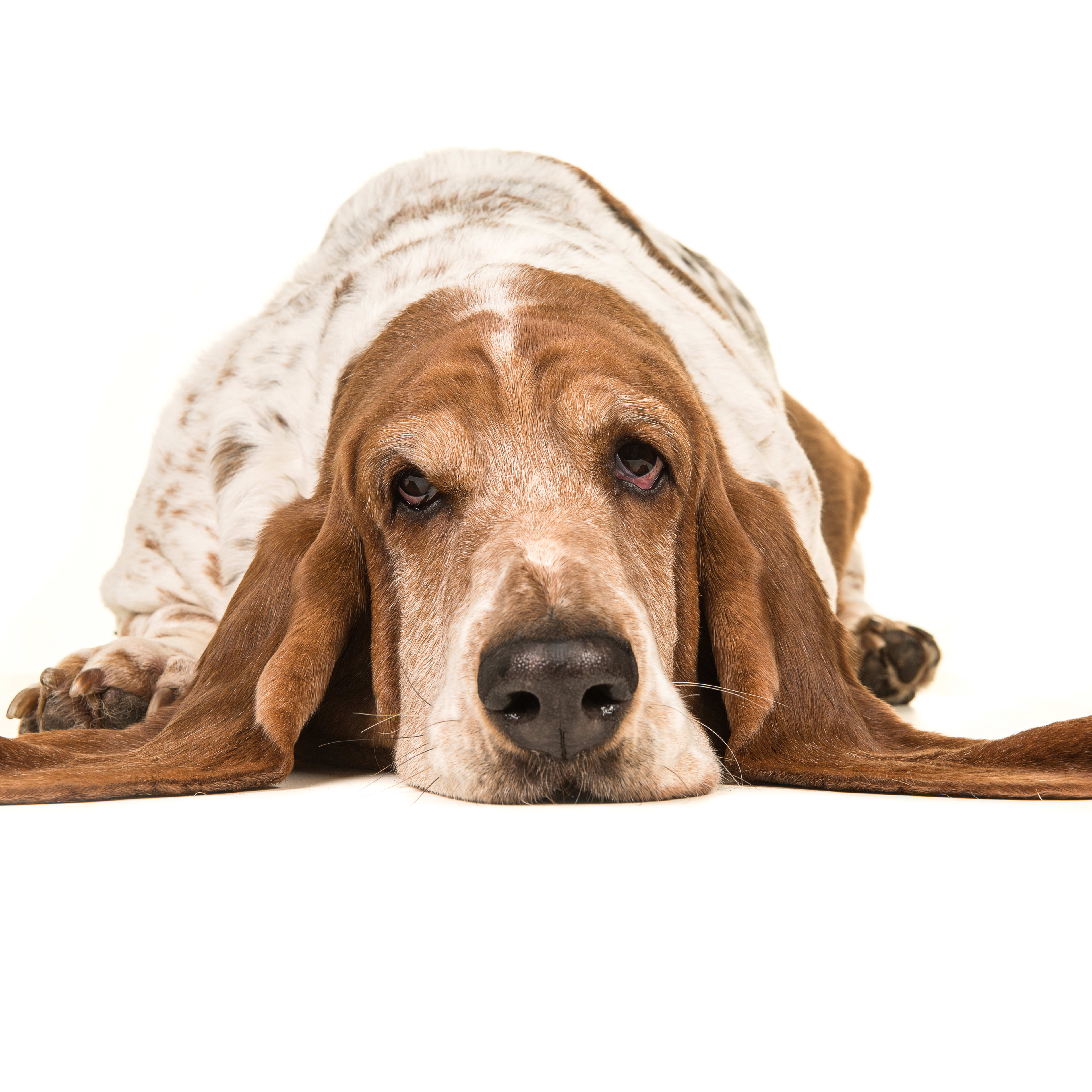 8 Signs Your Dog Is Dying, According to Veterinarians - Parade Pets