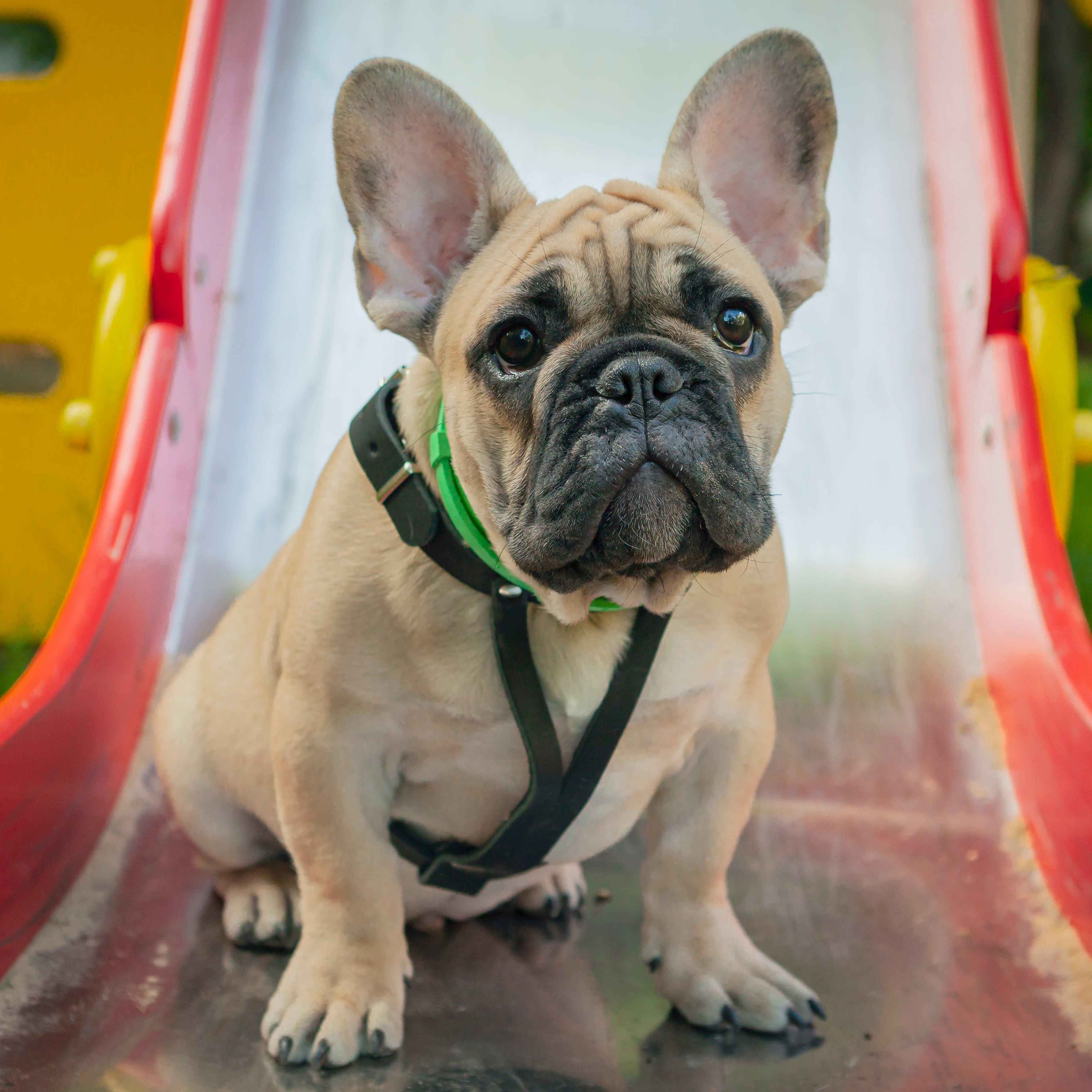 7 Small Hypoallergenic Dog Breeds That Don’t Shed Everywhere - Parade Pets