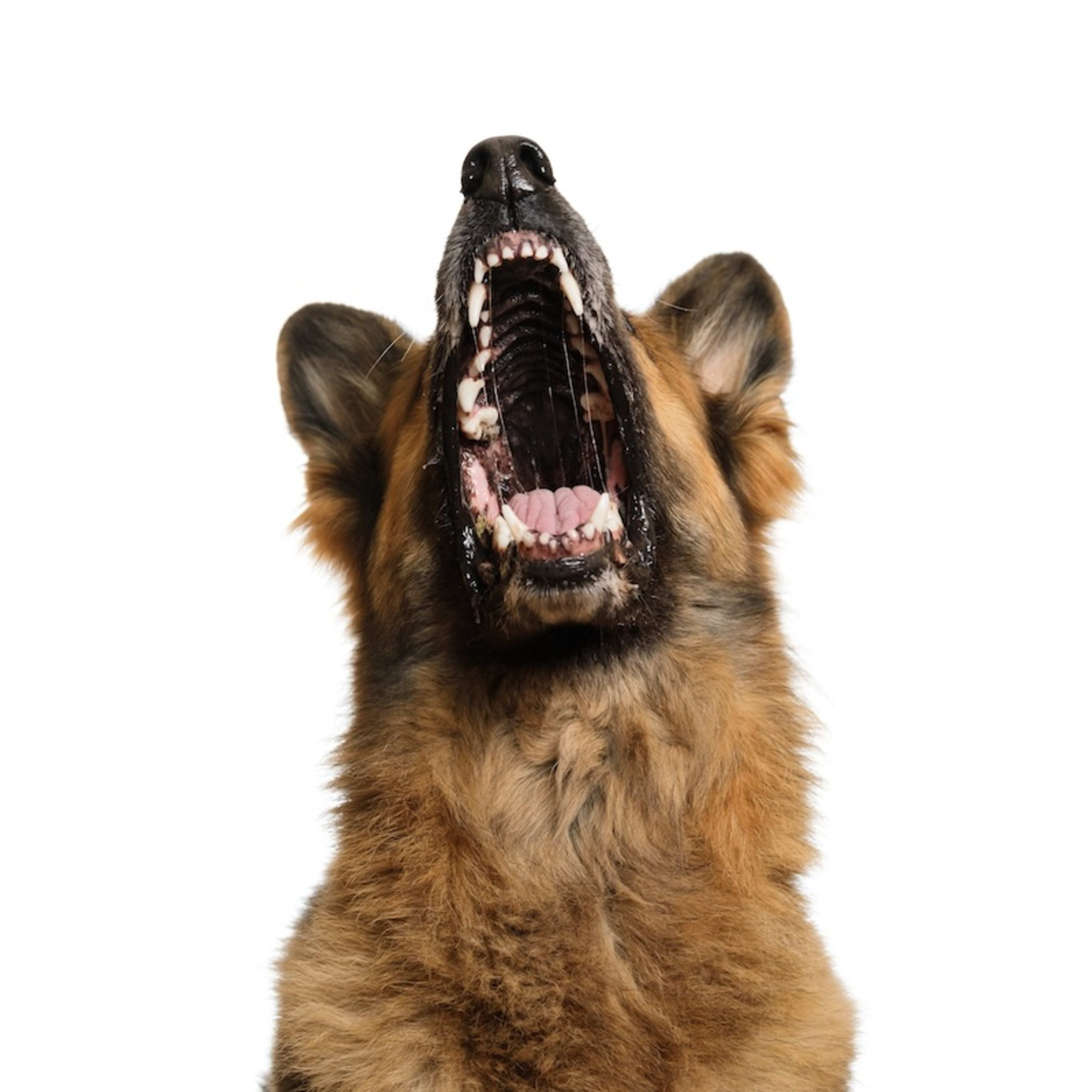 German Shepherd Starts a Squabble With a Tabby Kitten and Gets Schooled ...