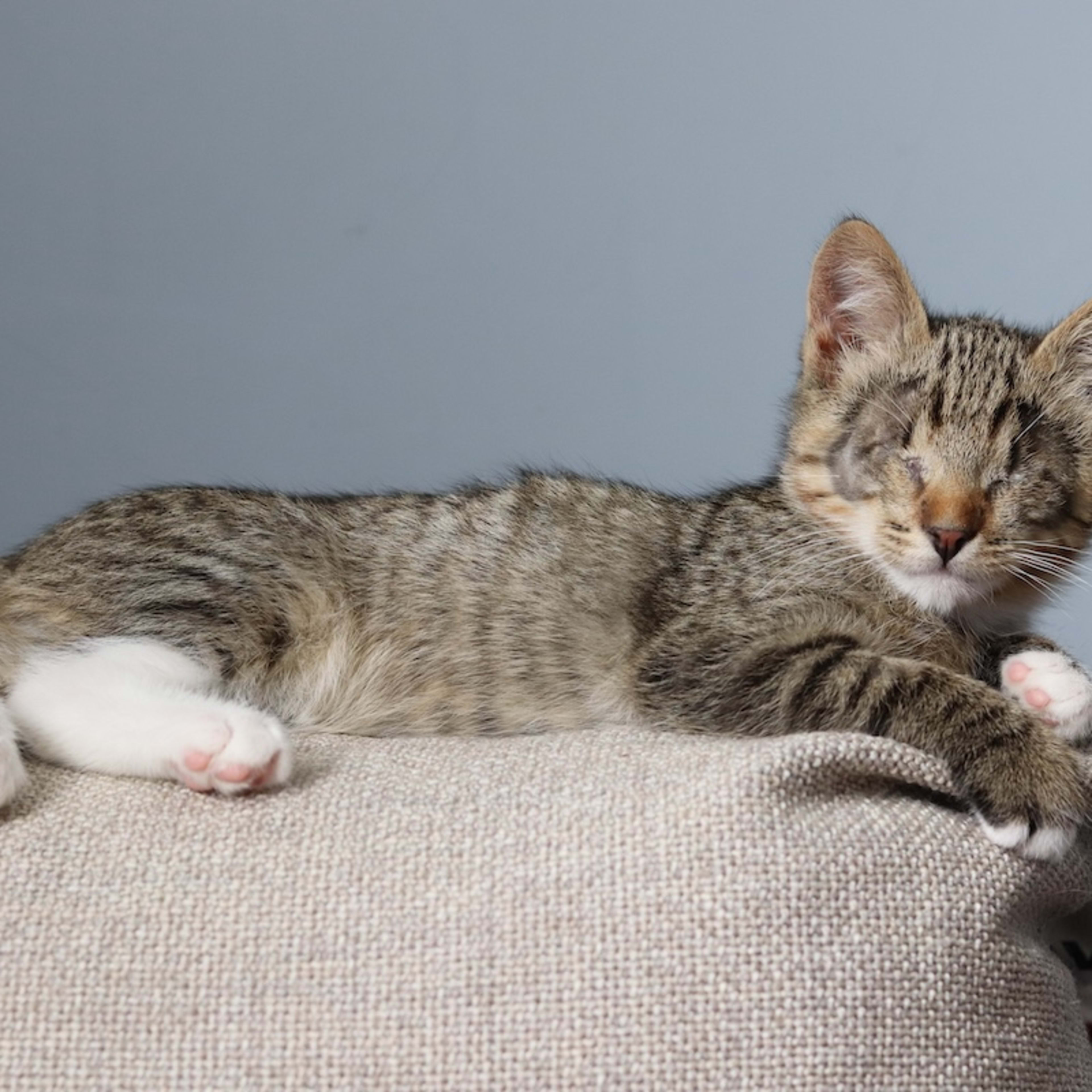 NFL Star Tom Brady's New Pup Is at the Center of Controversy - Parade Pets