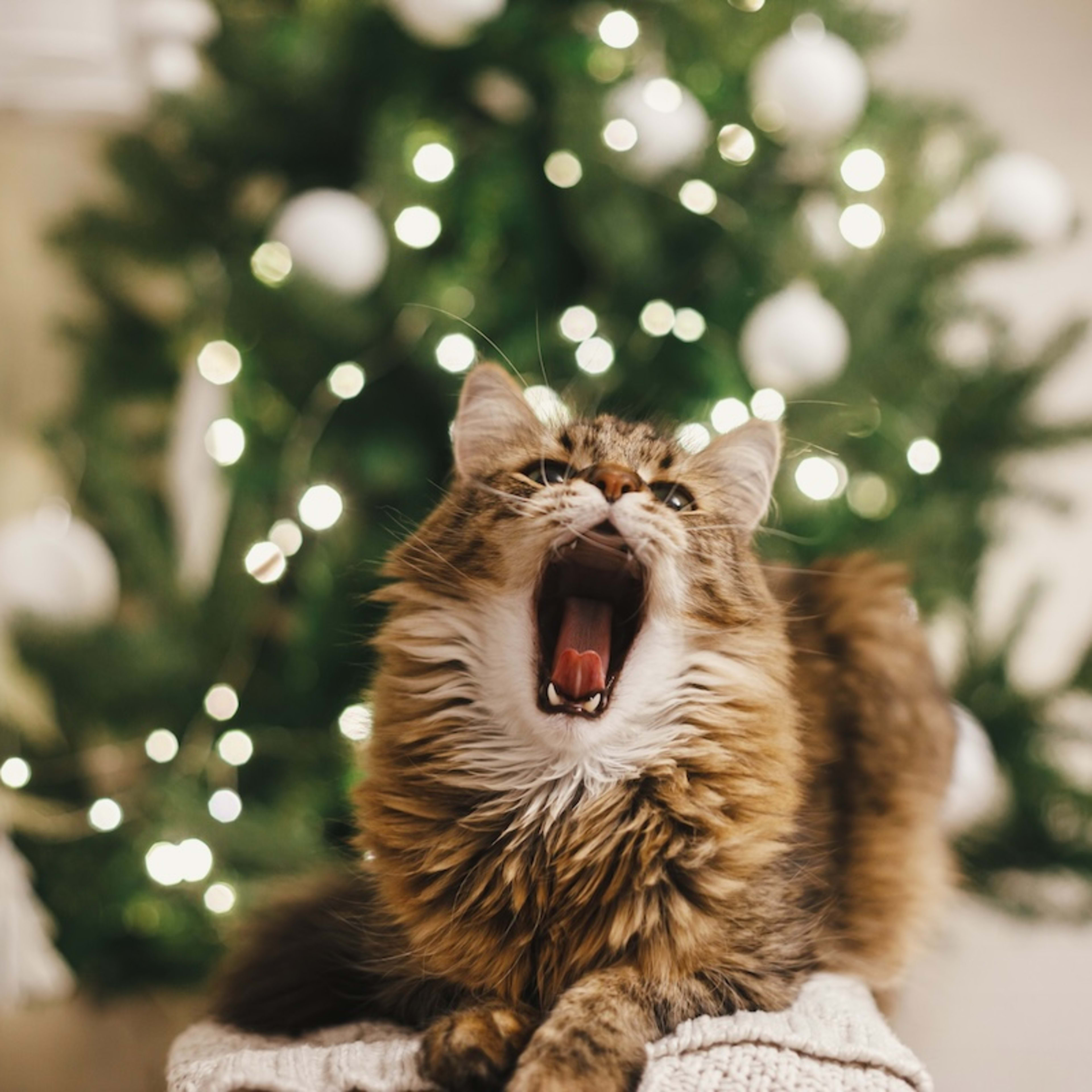 NFL Star Tom Brady's New Pup Is at the Center of Controversy - Parade Pets