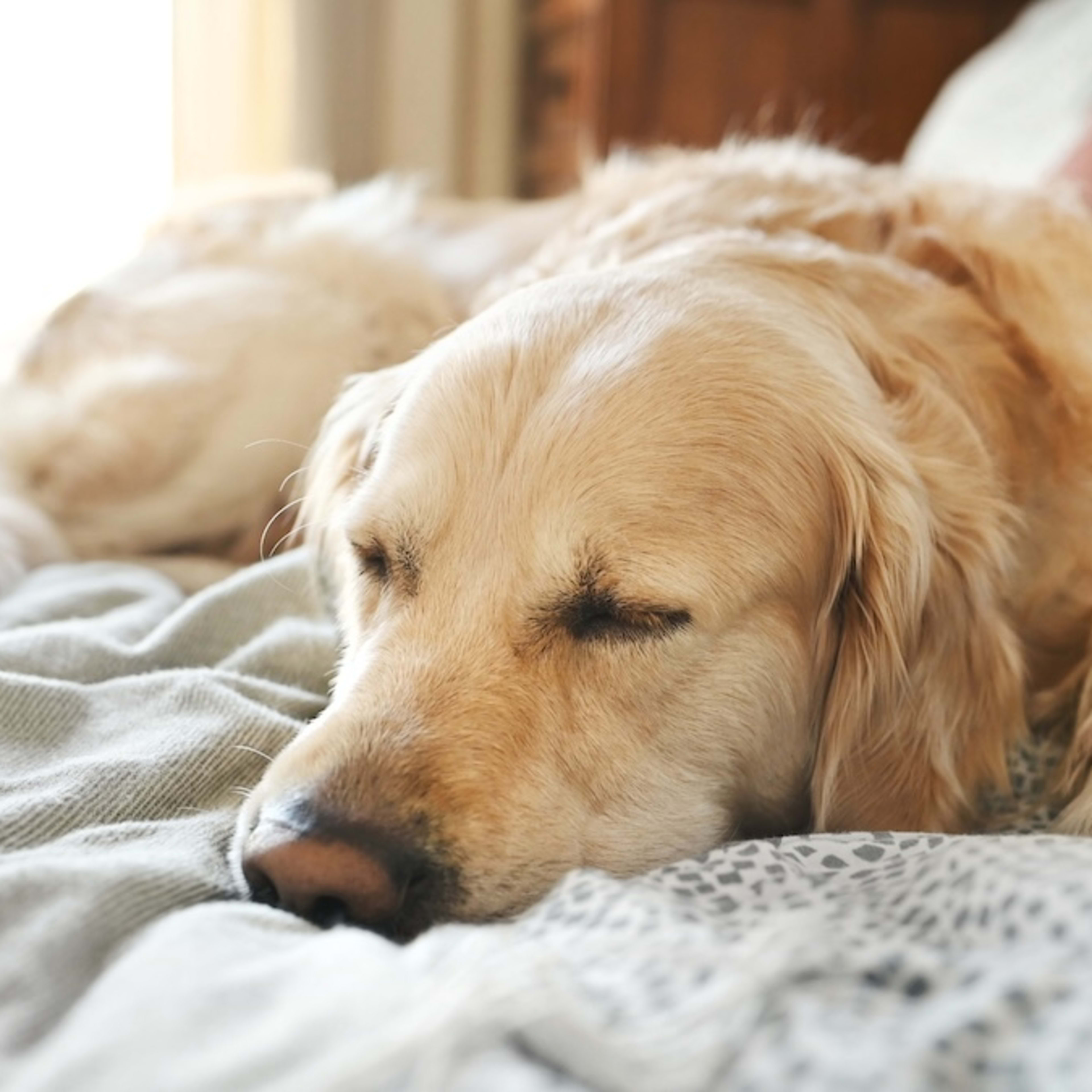 20 Smartest Dog Breeds, Ranked to Most Intelligent - Parade Pets