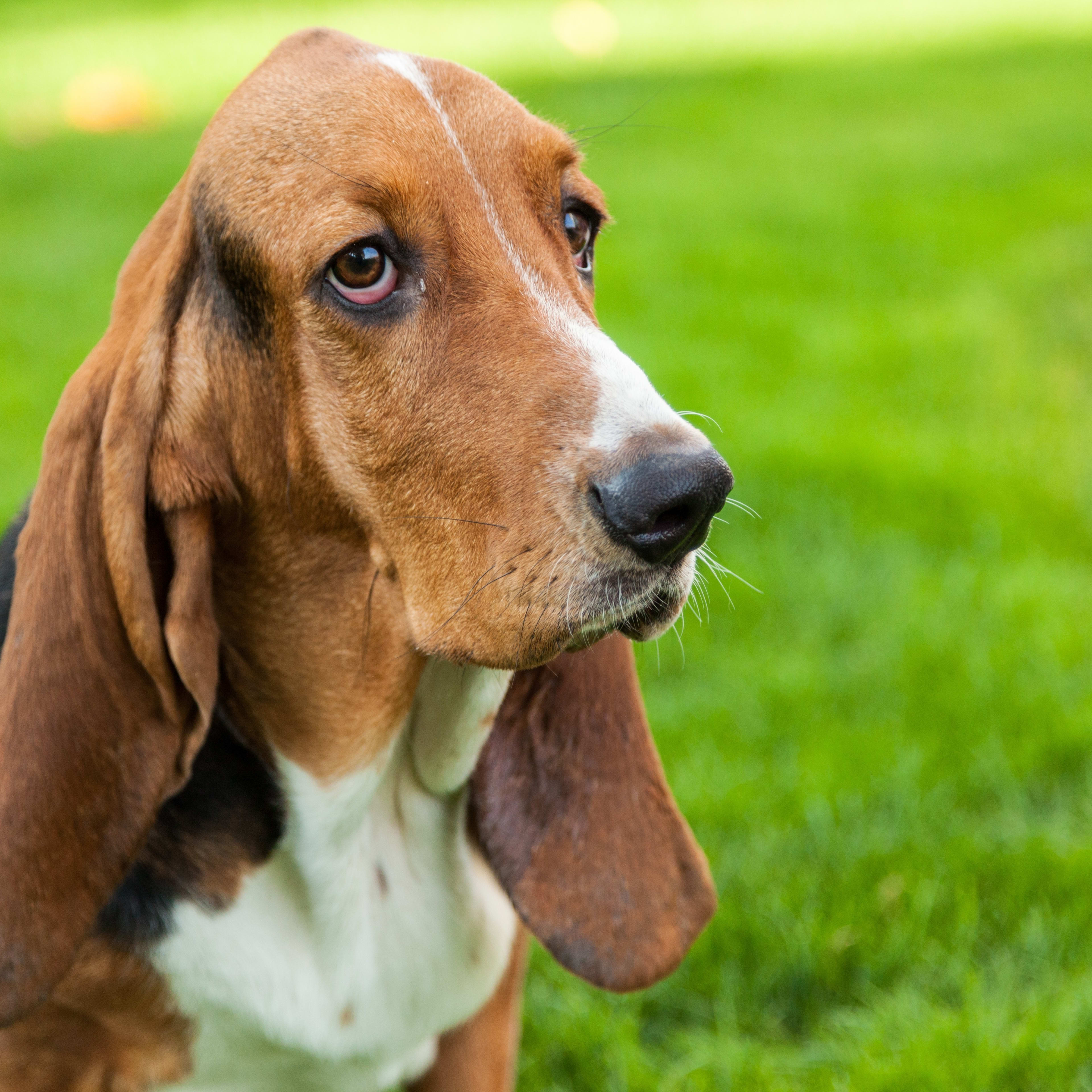 20 Smartest Dog Breeds, Ranked to Most Intelligent - Parade Pets