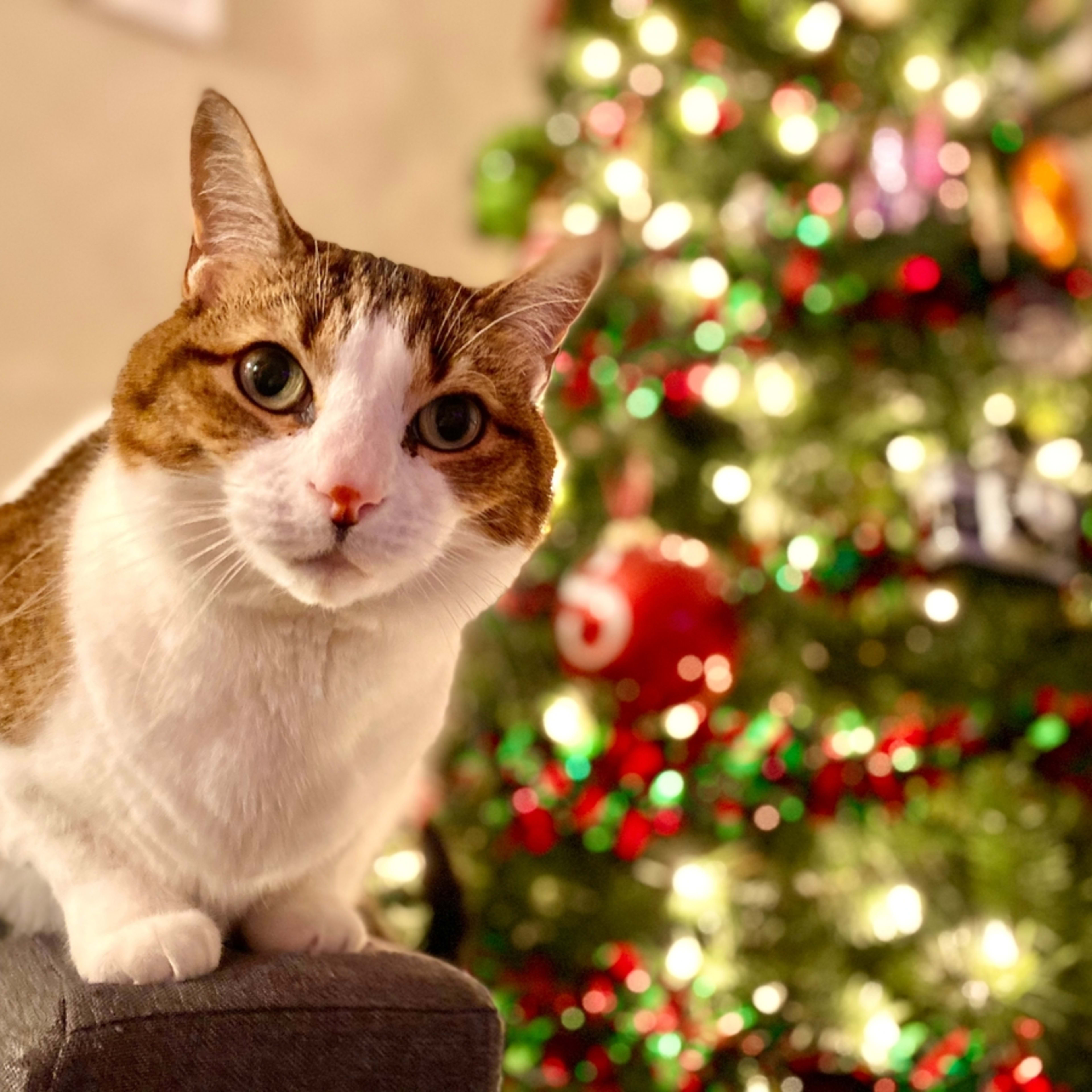 Senior Dachshund's Adorable Wiggle Dance Is the Sweetest Sight - Parade ...