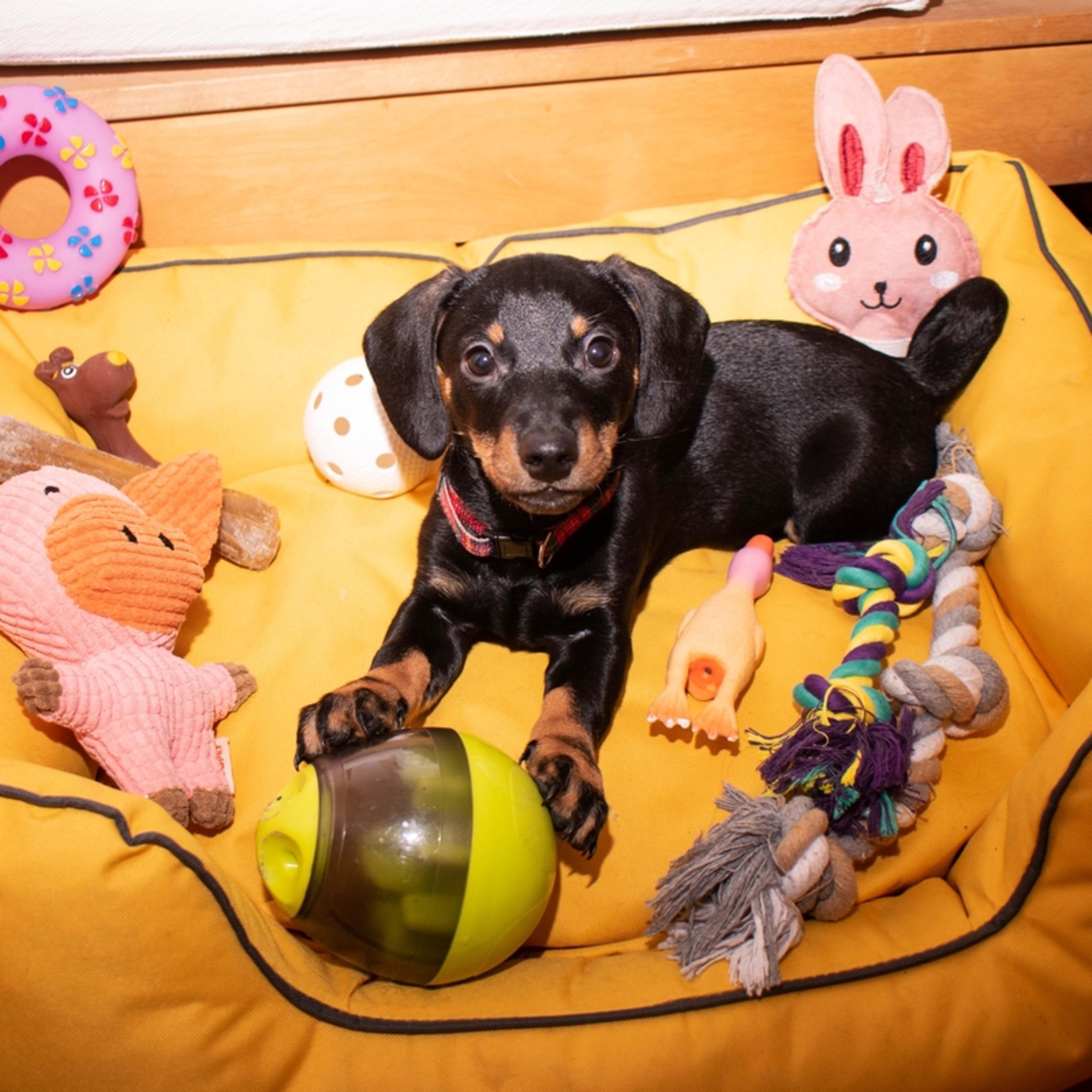 Is PetSmart Open on Thanksgiving? 2025 Holiday Hours - Parade Pets