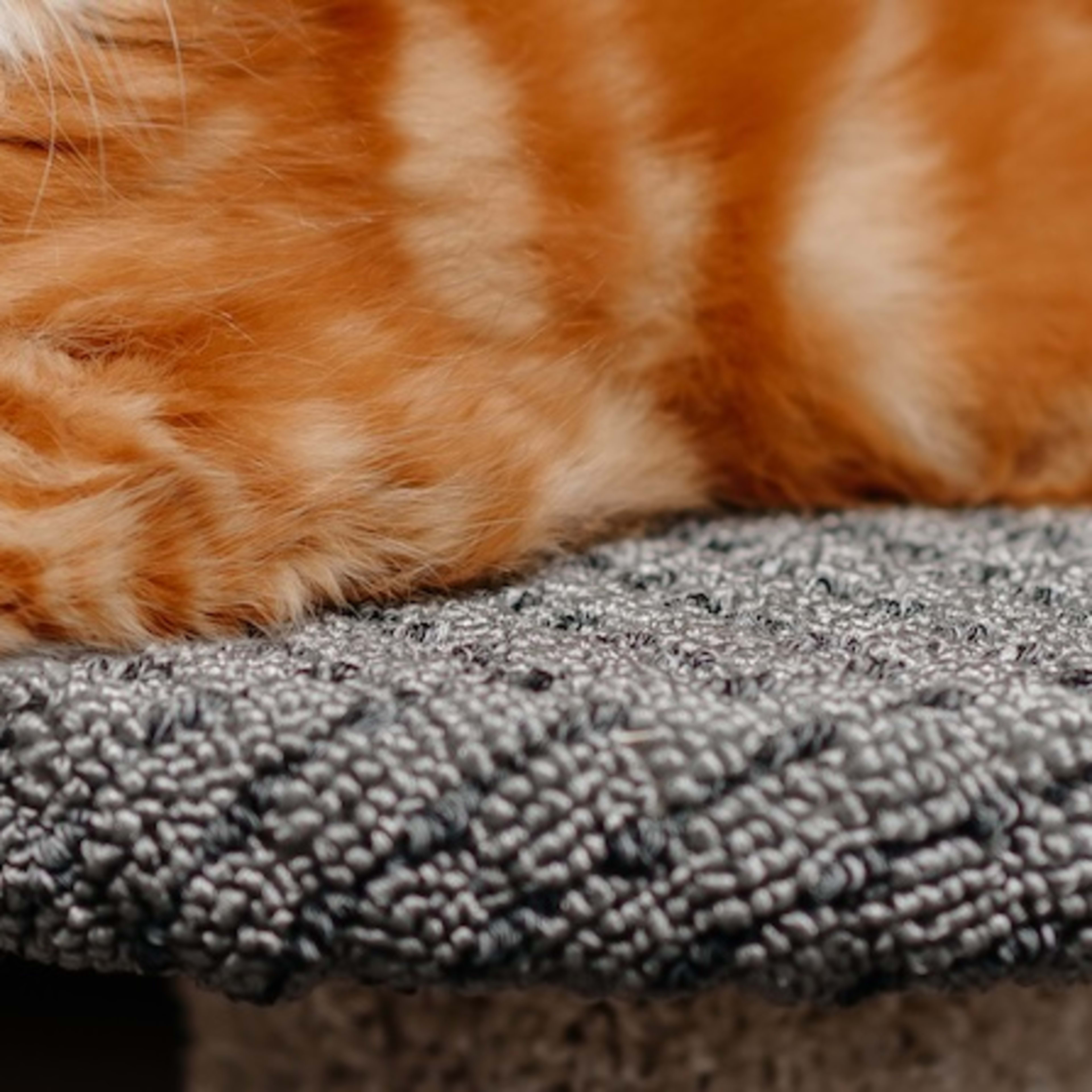 7 Softest Dog Breeds for Fluffy Fur Cuddling - Parade Pets