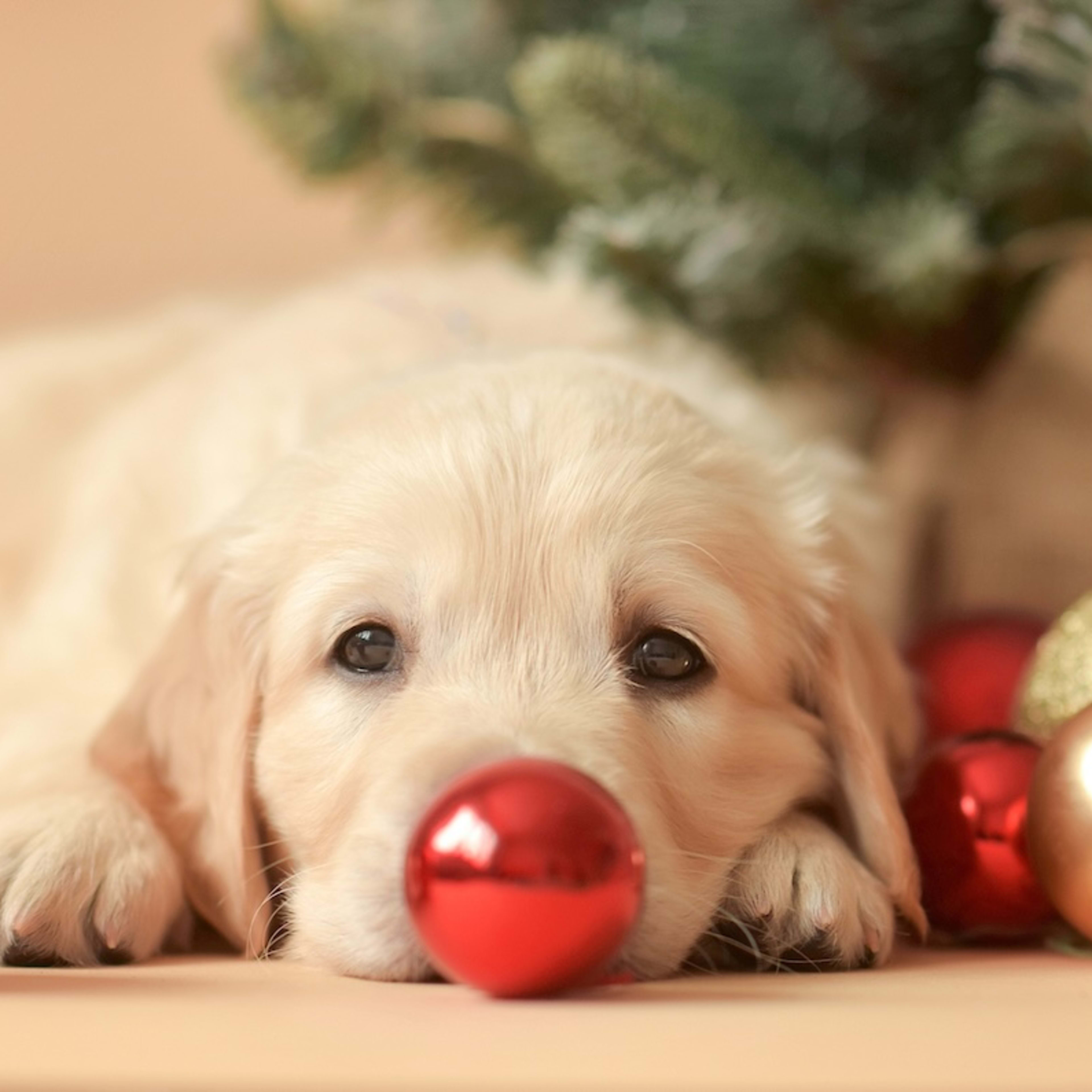 Golden Retriever’s Tippy-Tap Temper Tantrums Just Got Festive With ...