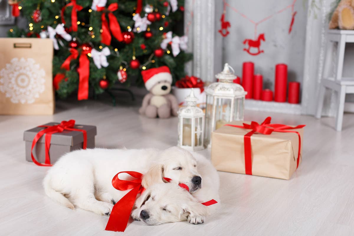 Is PetSmart Open on Thanksgiving? 2025 Holiday Hours - Parade Pets