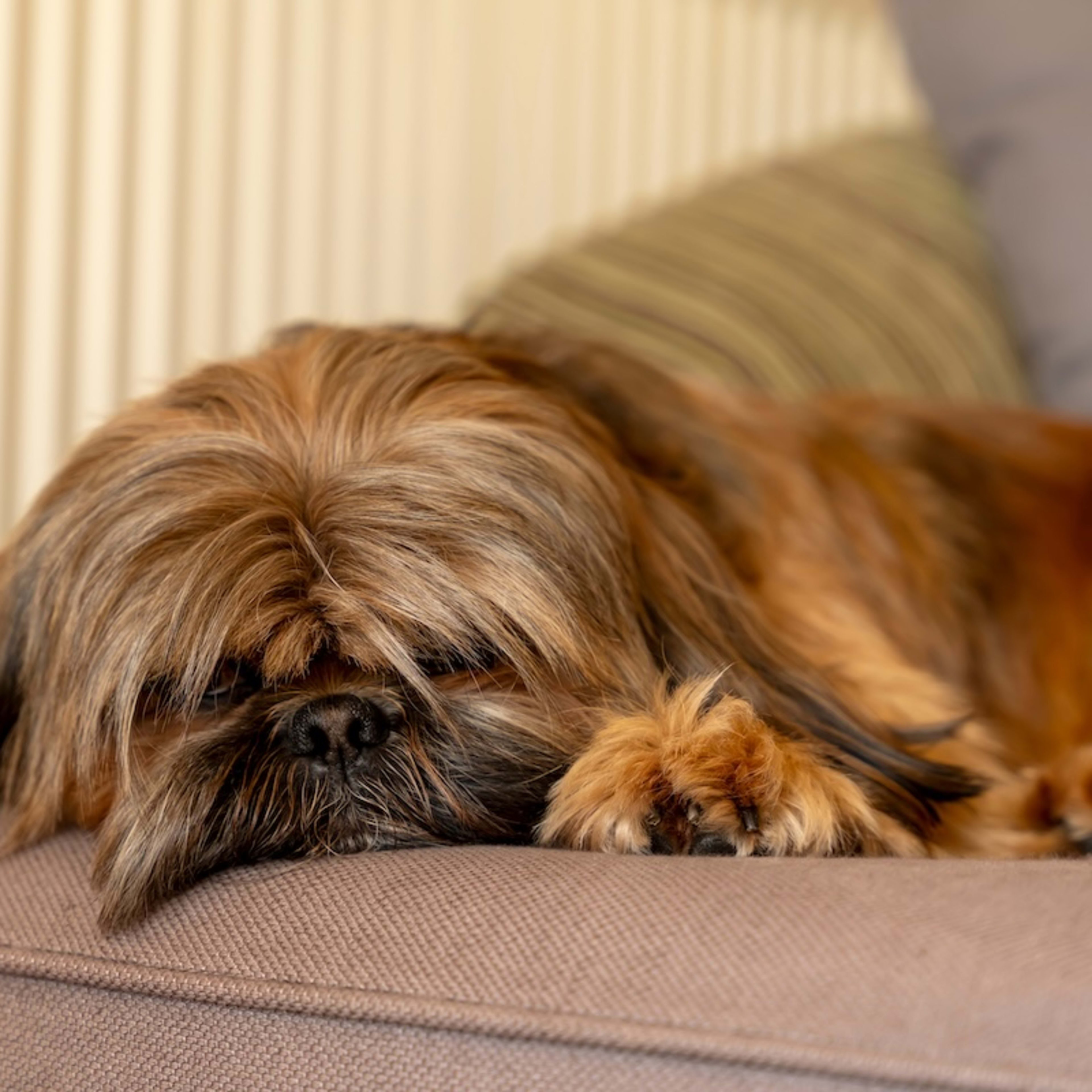 Alarmed Shih-Tzu Who Looks Straight Out of 'Star Wars' Rocks Alien ...