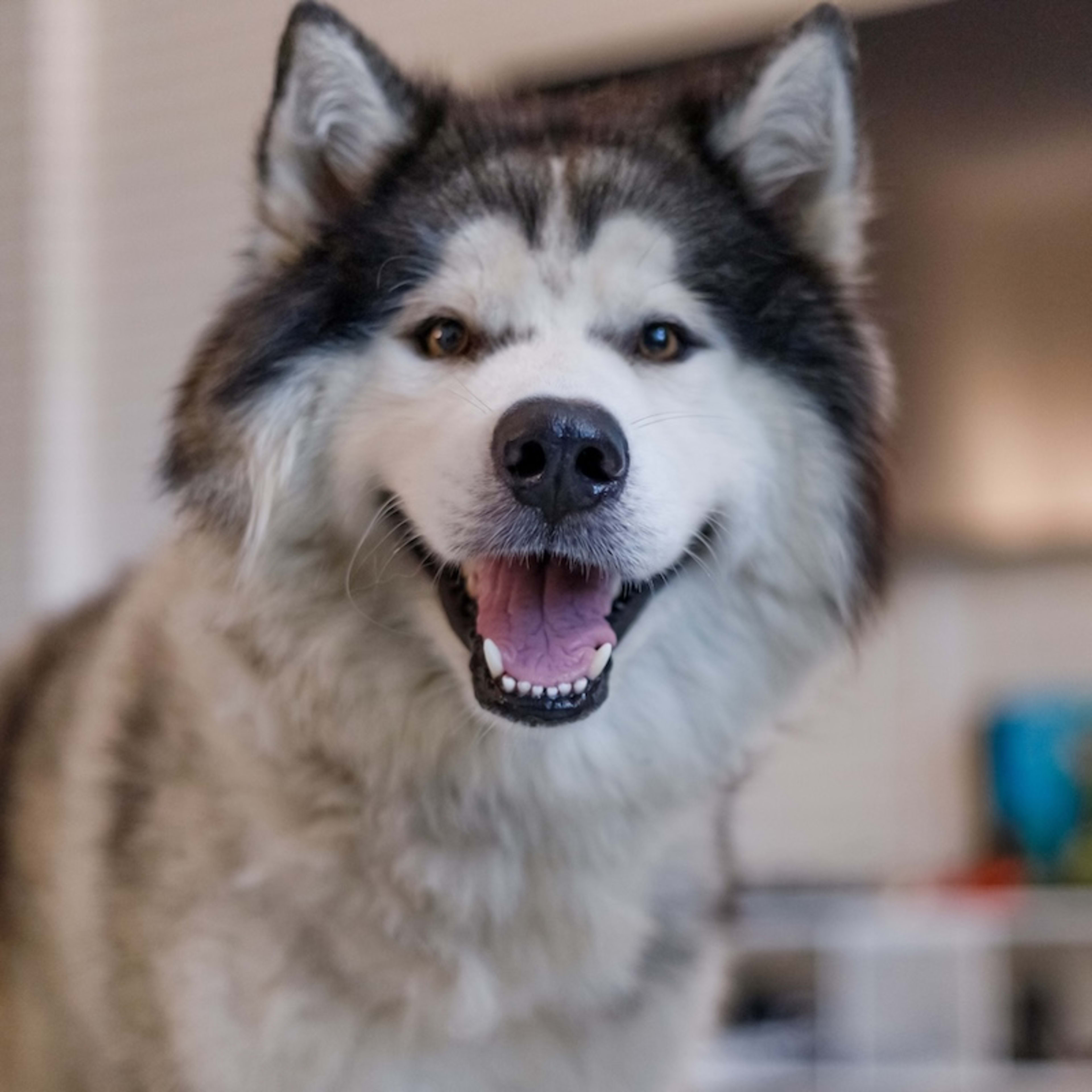 5 Yellow Dog Breeds, According to Experts - Parade Pets