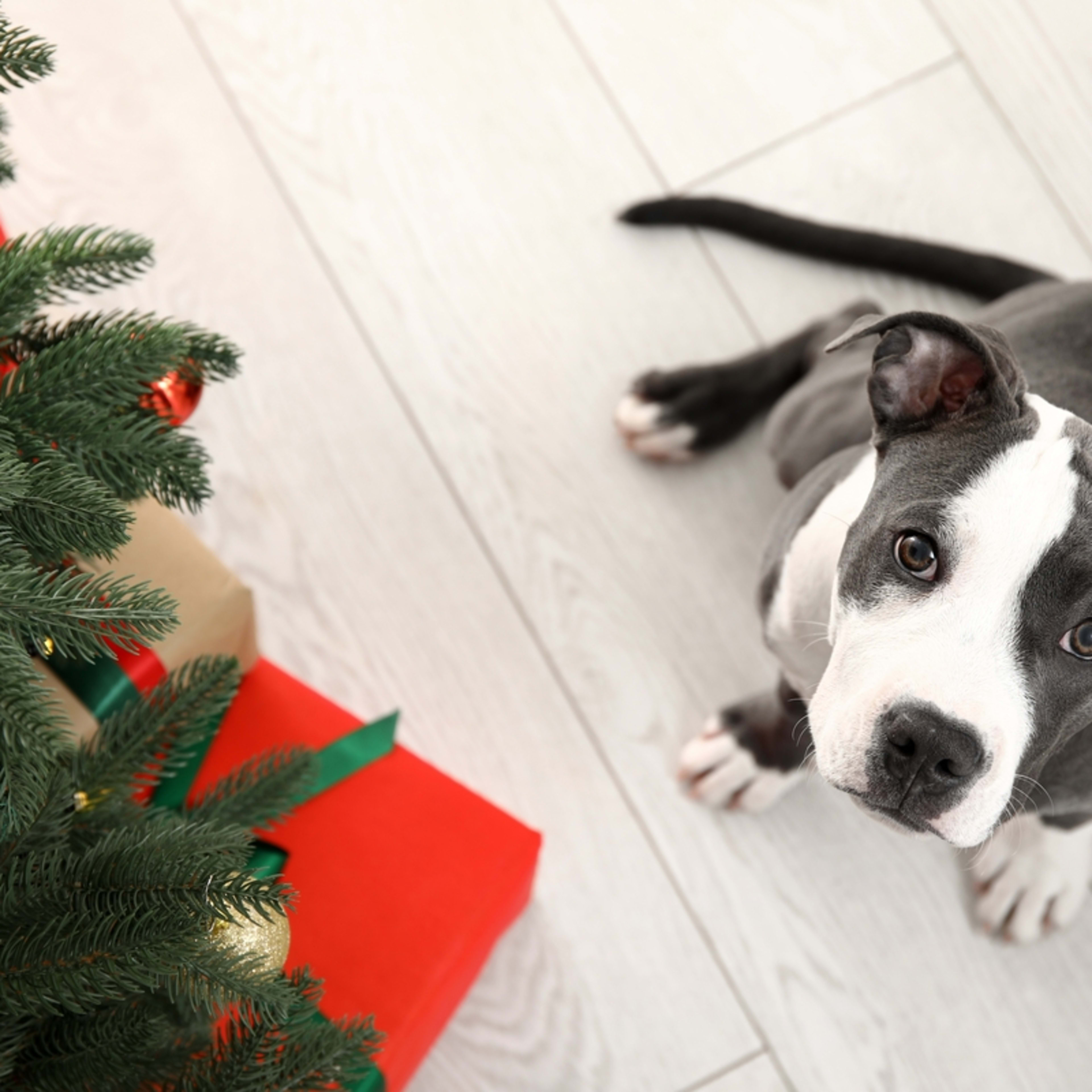 7 Softest Dog Breeds for Fluffy Fur Cuddling - Parade Pets