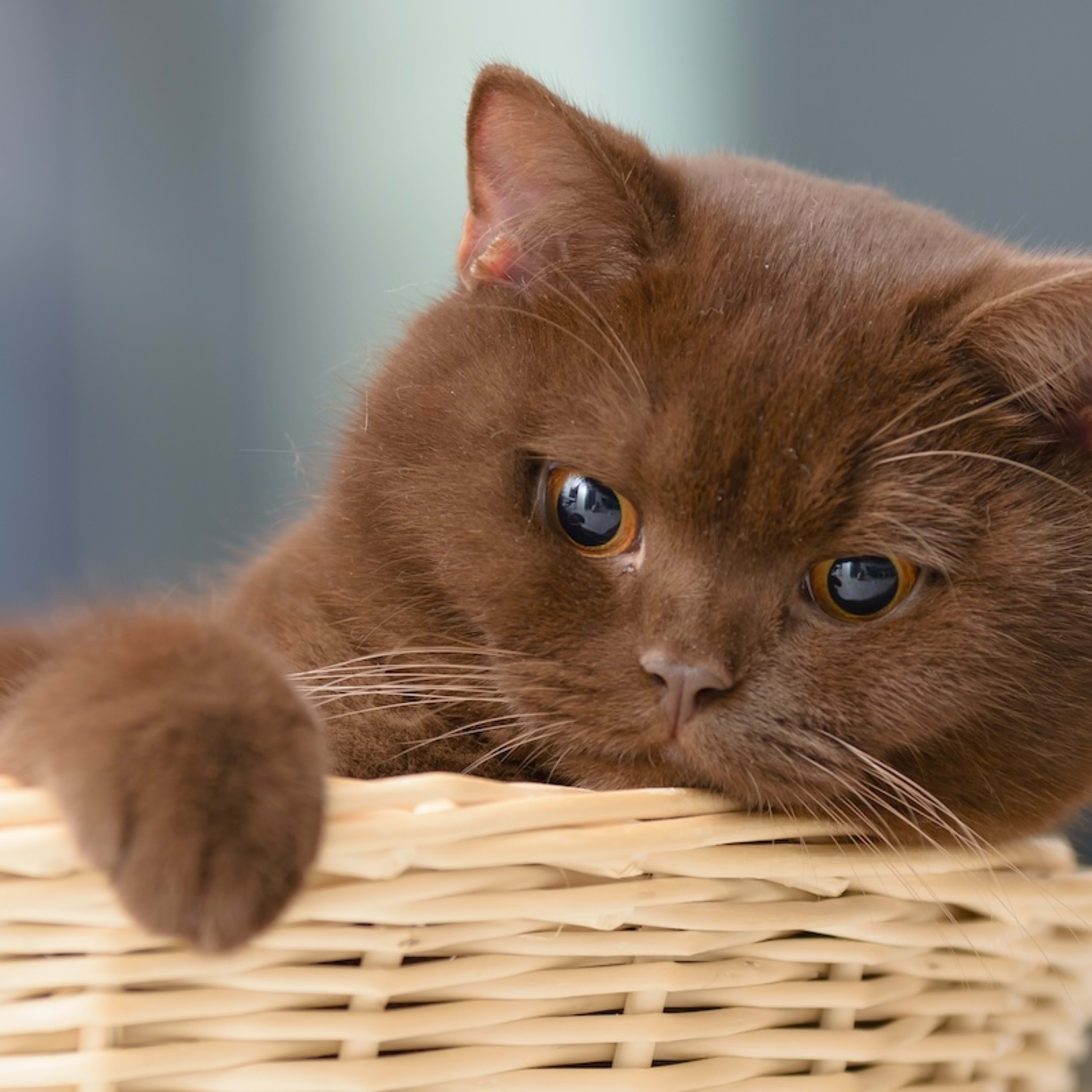 7 Softest Dog Breeds for Fluffy Fur Cuddling - Parade Pets