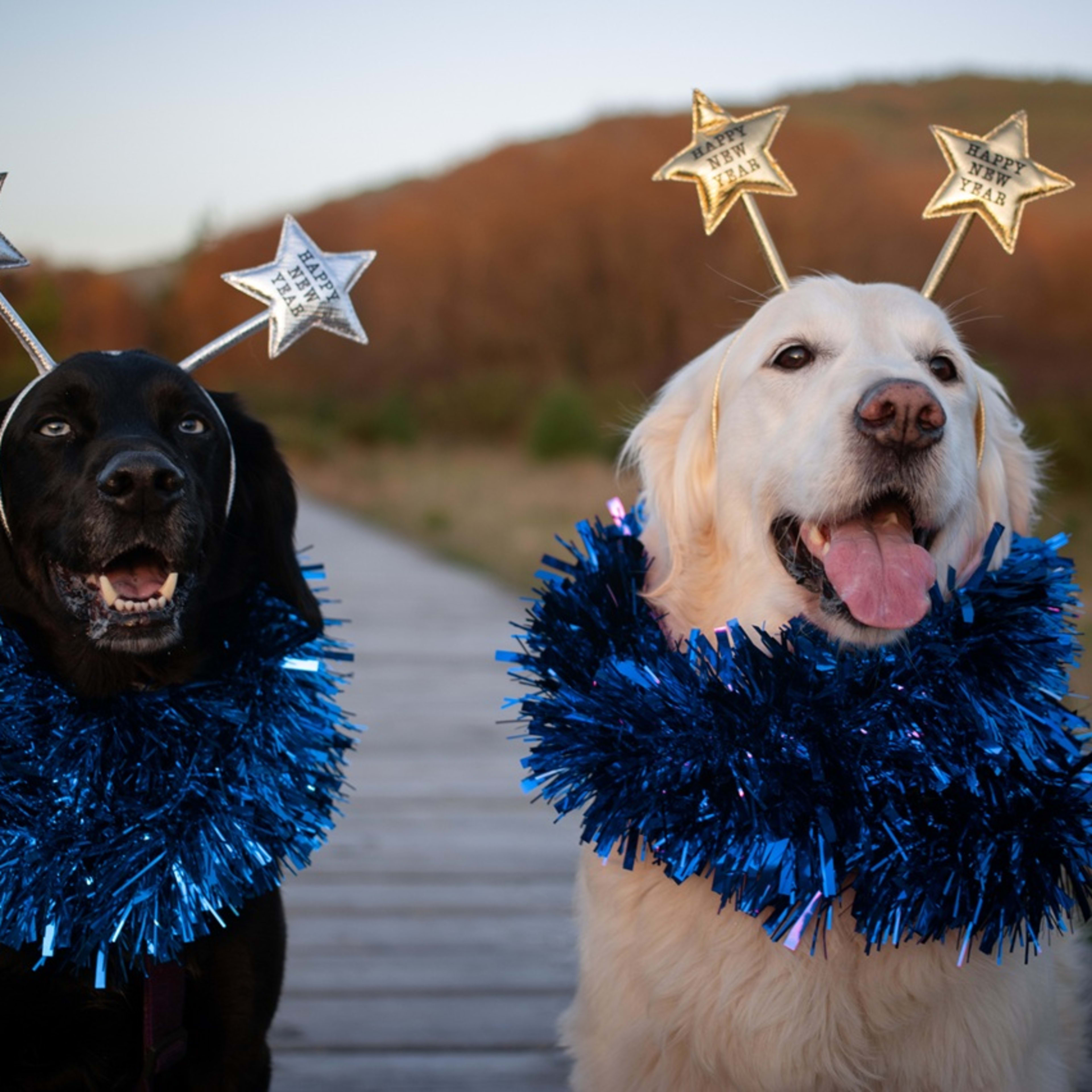 Cockatoo Asking Yo Go to His Room Because He's Tired Couldn't Be ...