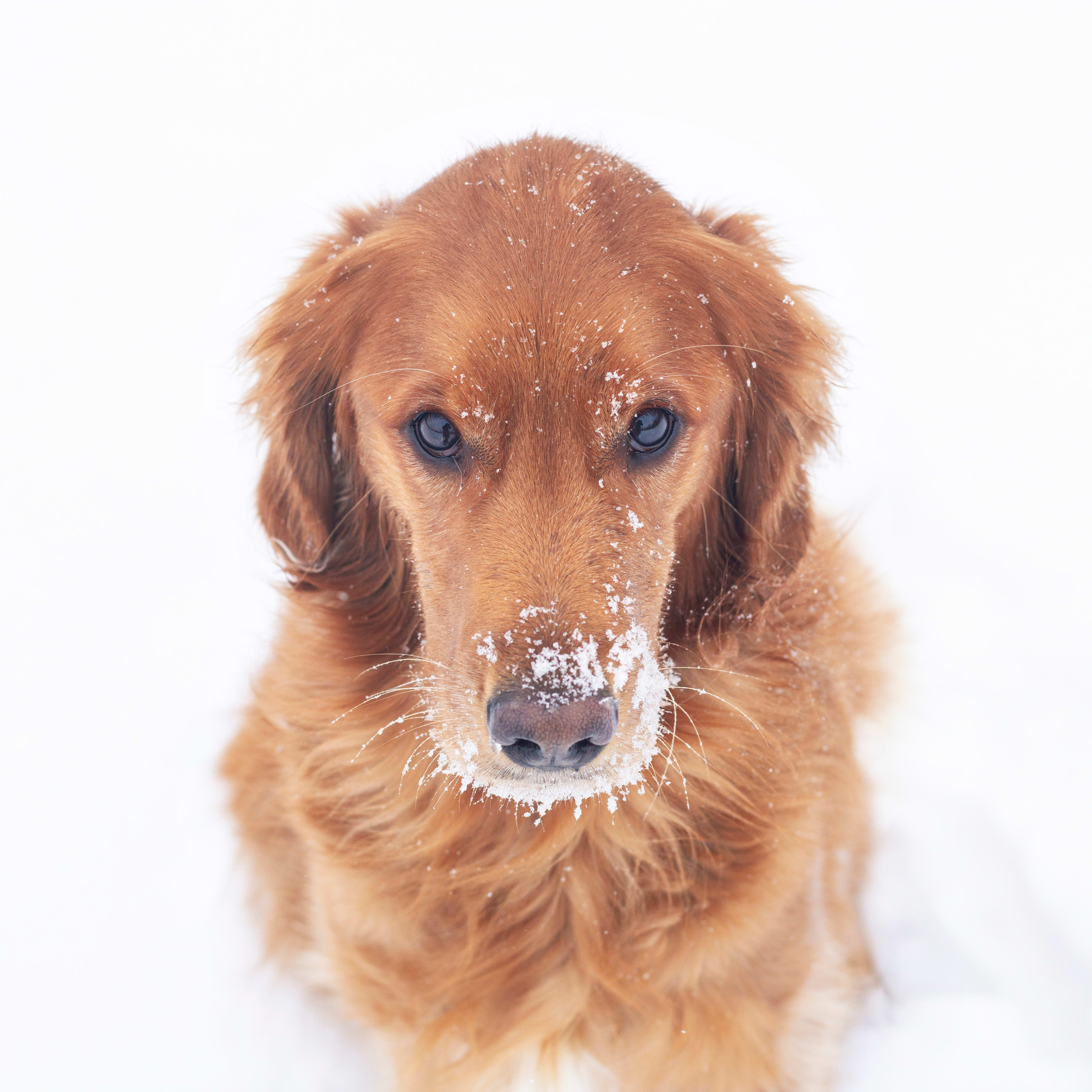 7 Softest Dog Breeds for Fluffy Fur Cuddling - Parade Pets