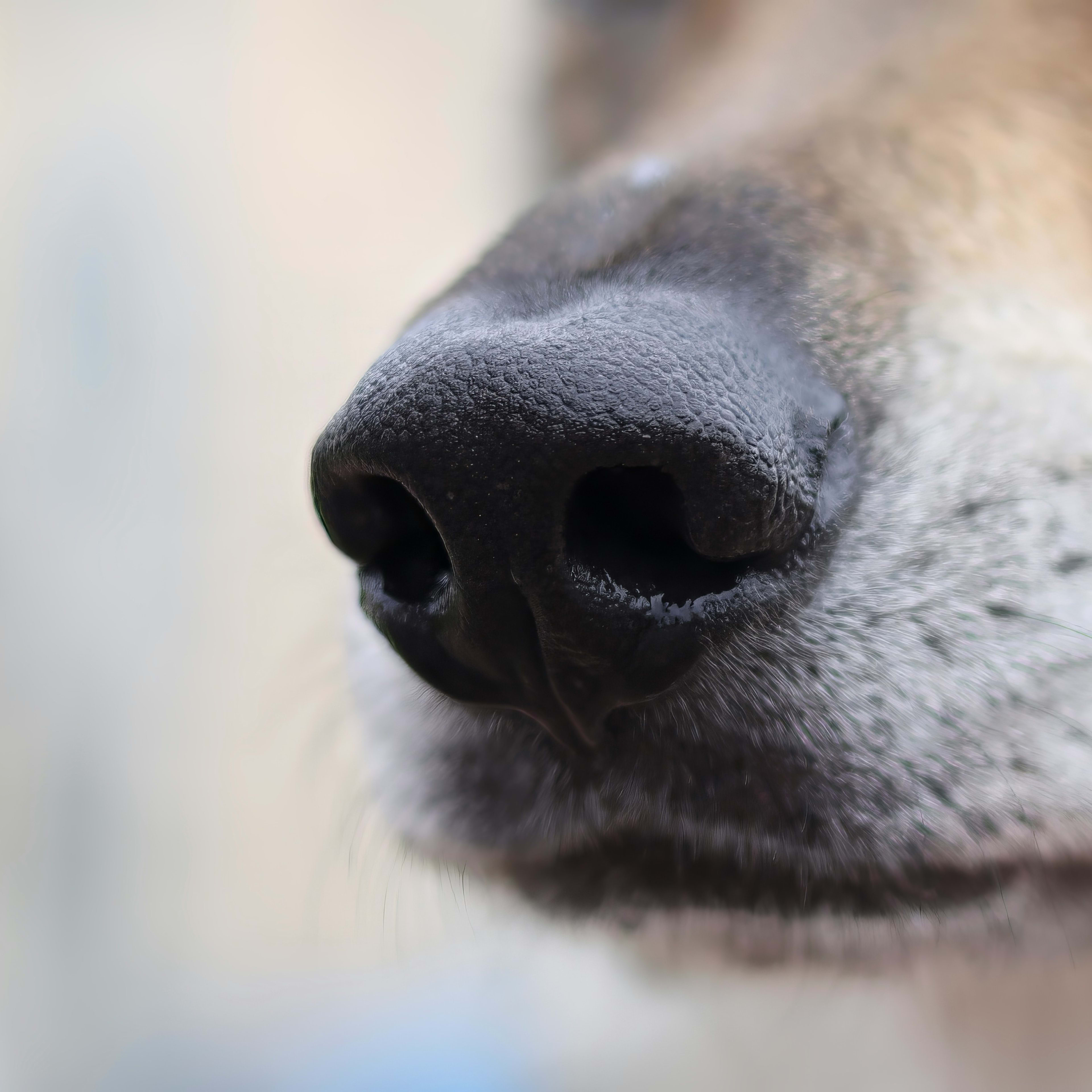 Baby Cow’s First Moo Is the Sweetest Sound You’ll Hear All Week ...