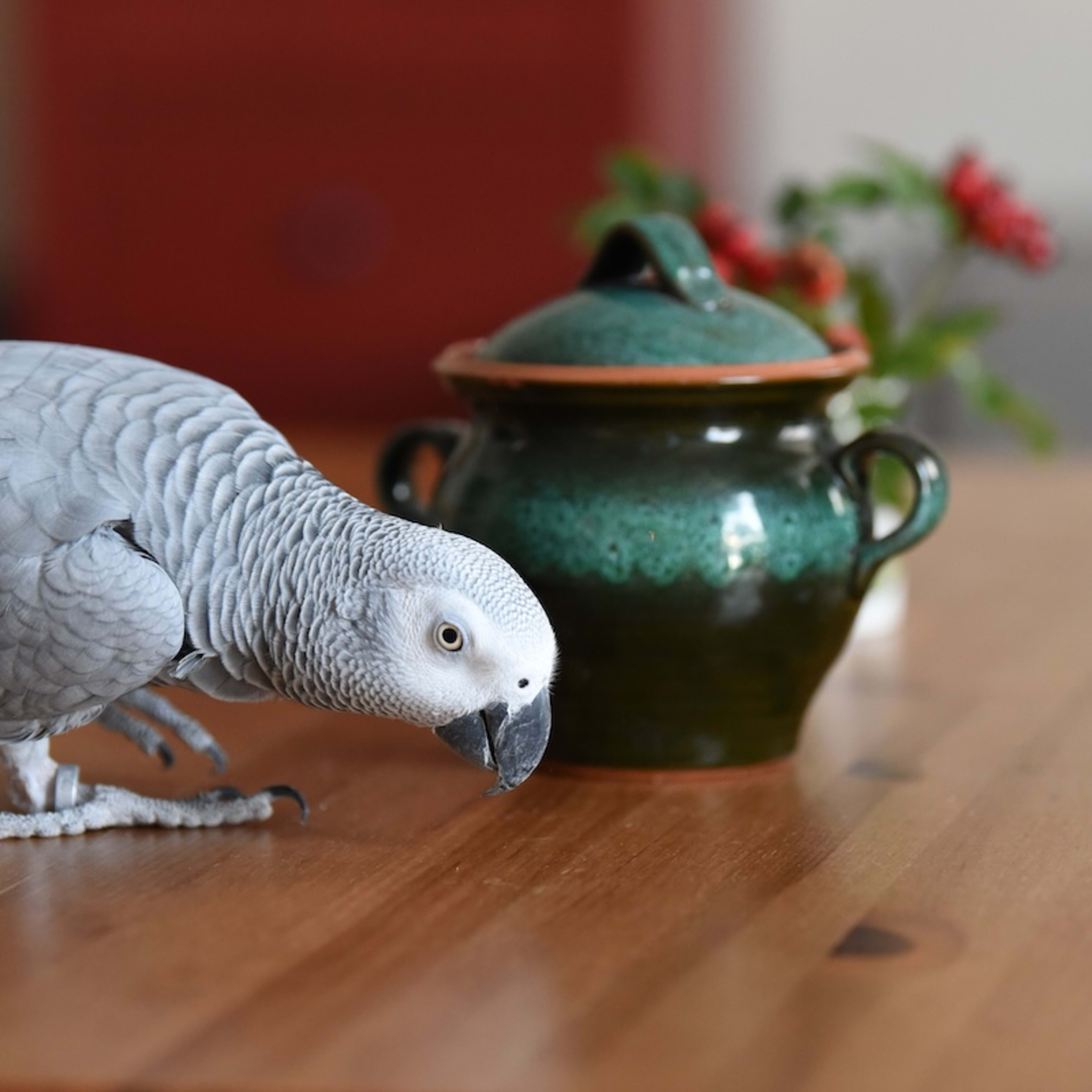 7 Softest Dog Breeds for Fluffy Fur Cuddling - Parade Pets