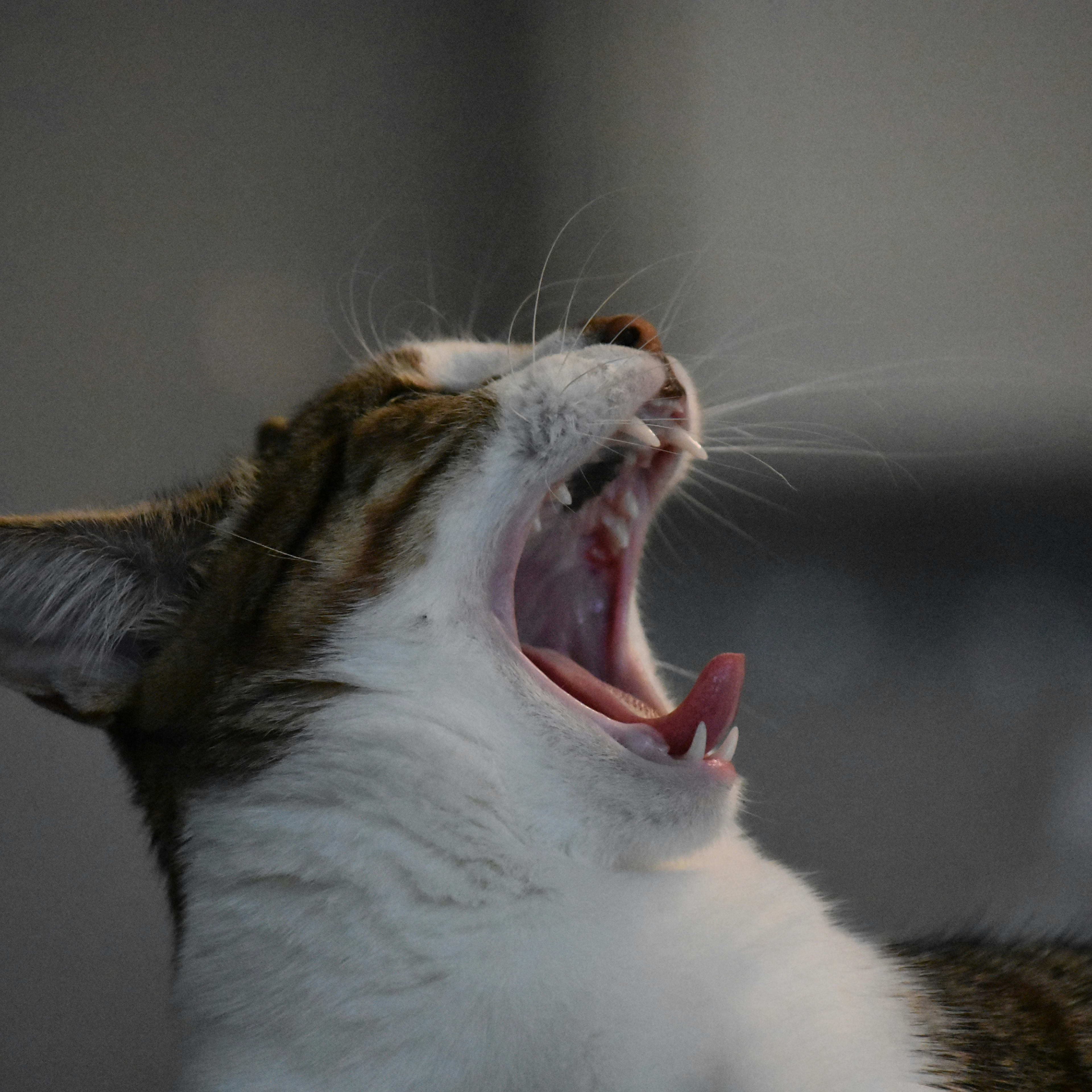 Orange Cat Enforces Family's Strict Bedtime Like the Cutest Little ...