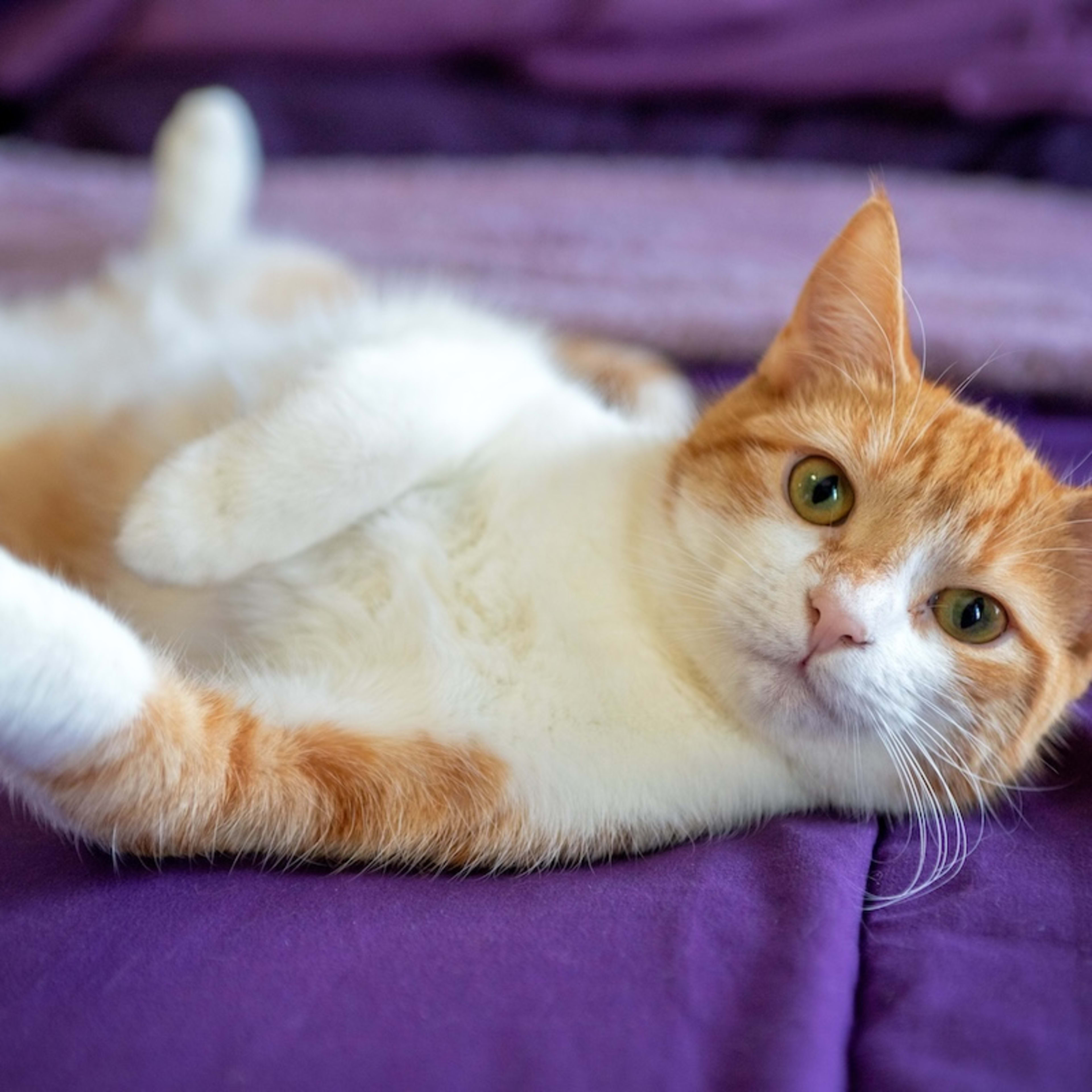 26 Calm Dog Breeds That Like to Chill (Small & Big) - Parade Pets