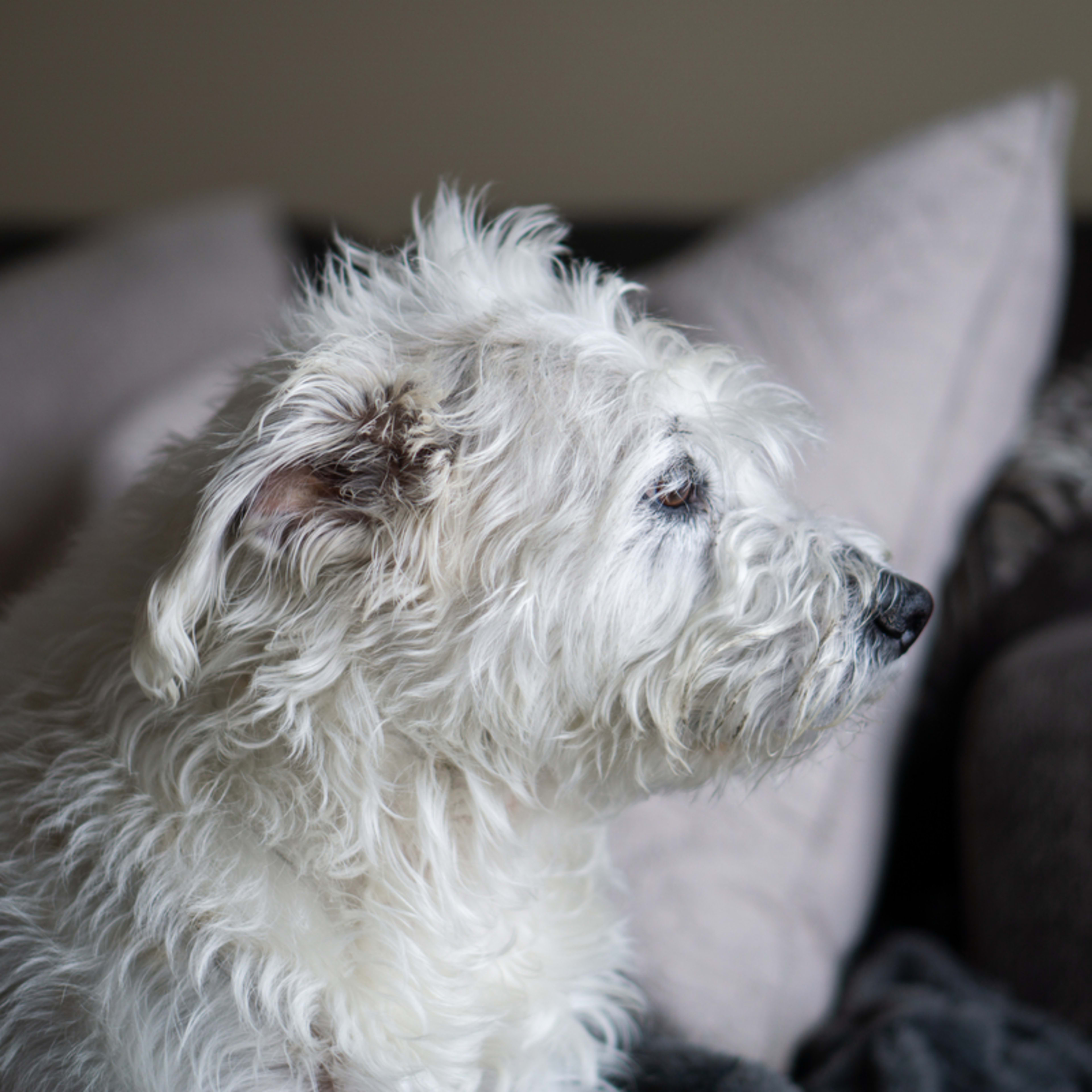 7 Softest Dog Breeds for Fluffy Fur Cuddling - Parade Pets