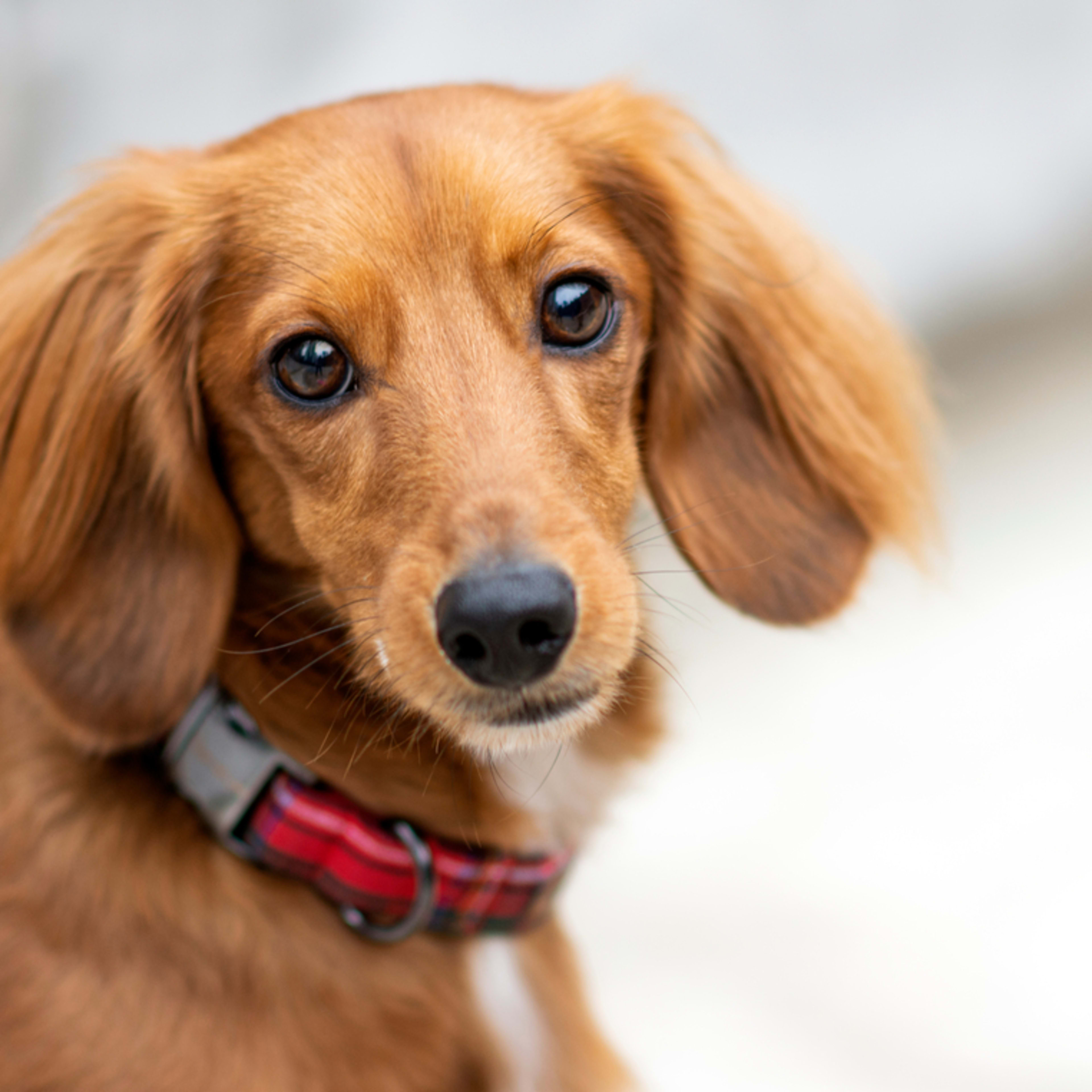 Cat’s ‘Wrecking Ball’ Move on the Christmas Tree Is the Holiday Laugh ...