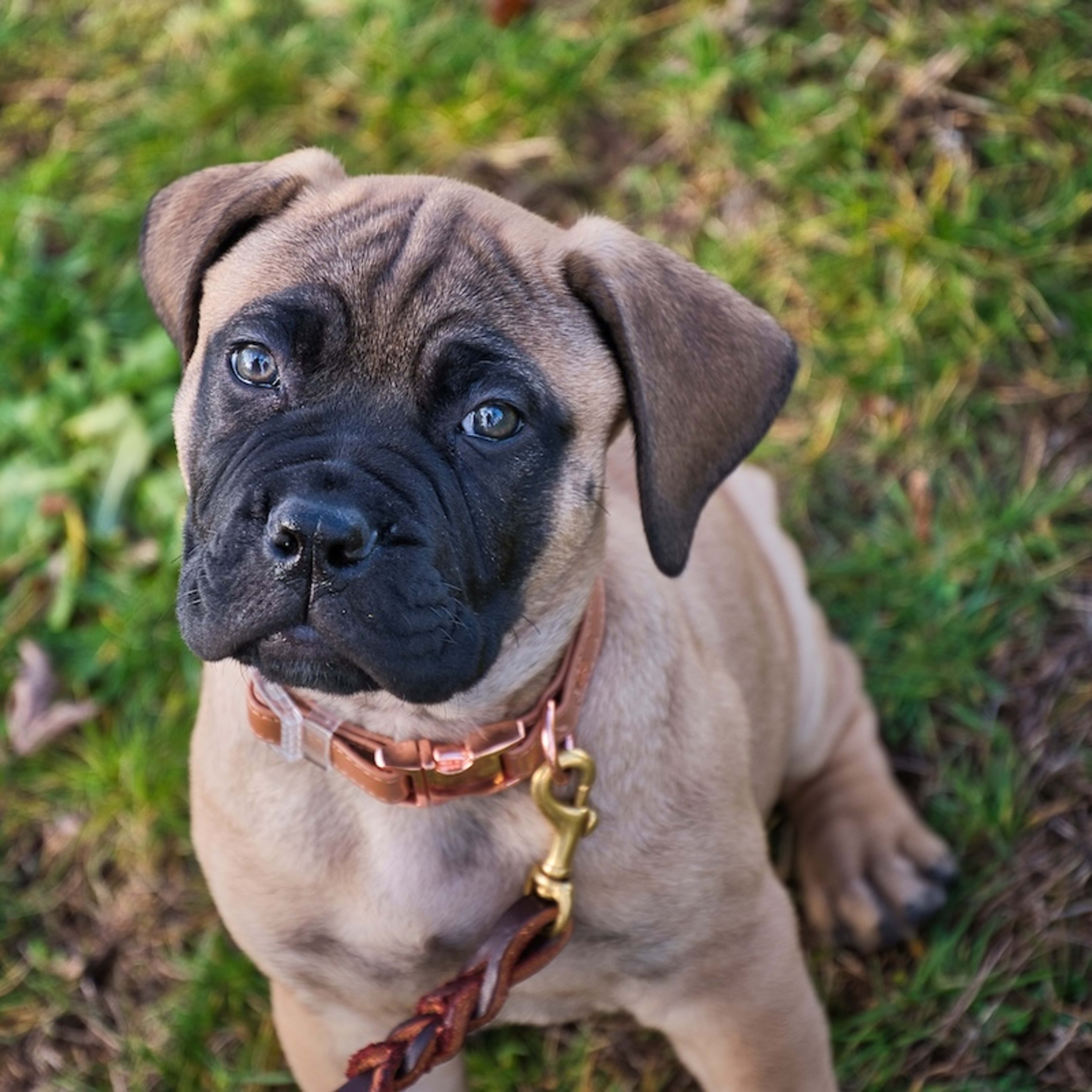 7 Softest Dog Breeds for Fluffy Fur Cuddling - Parade Pets